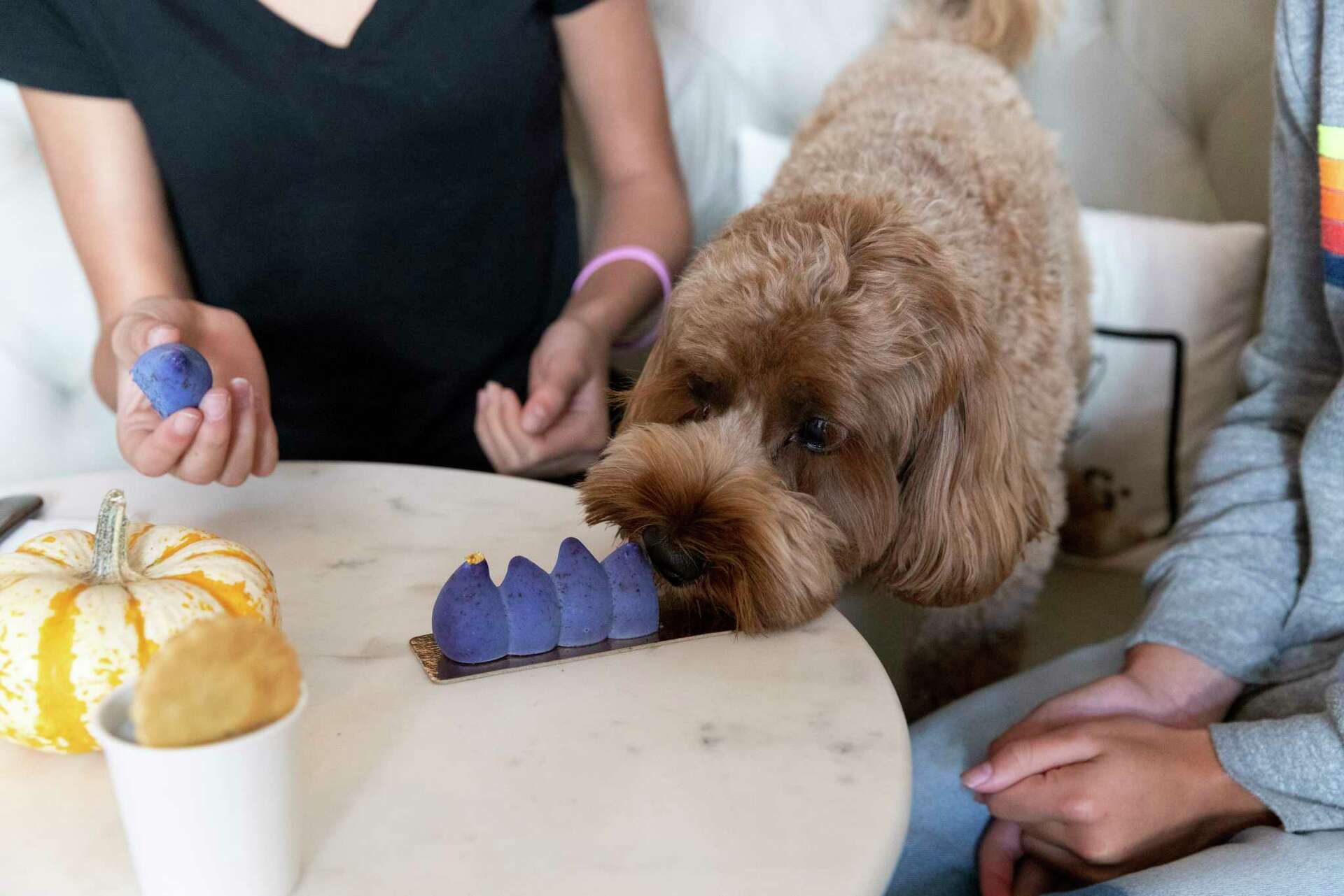Dogue, San Francisco's dog tasting menu spot, is actually great