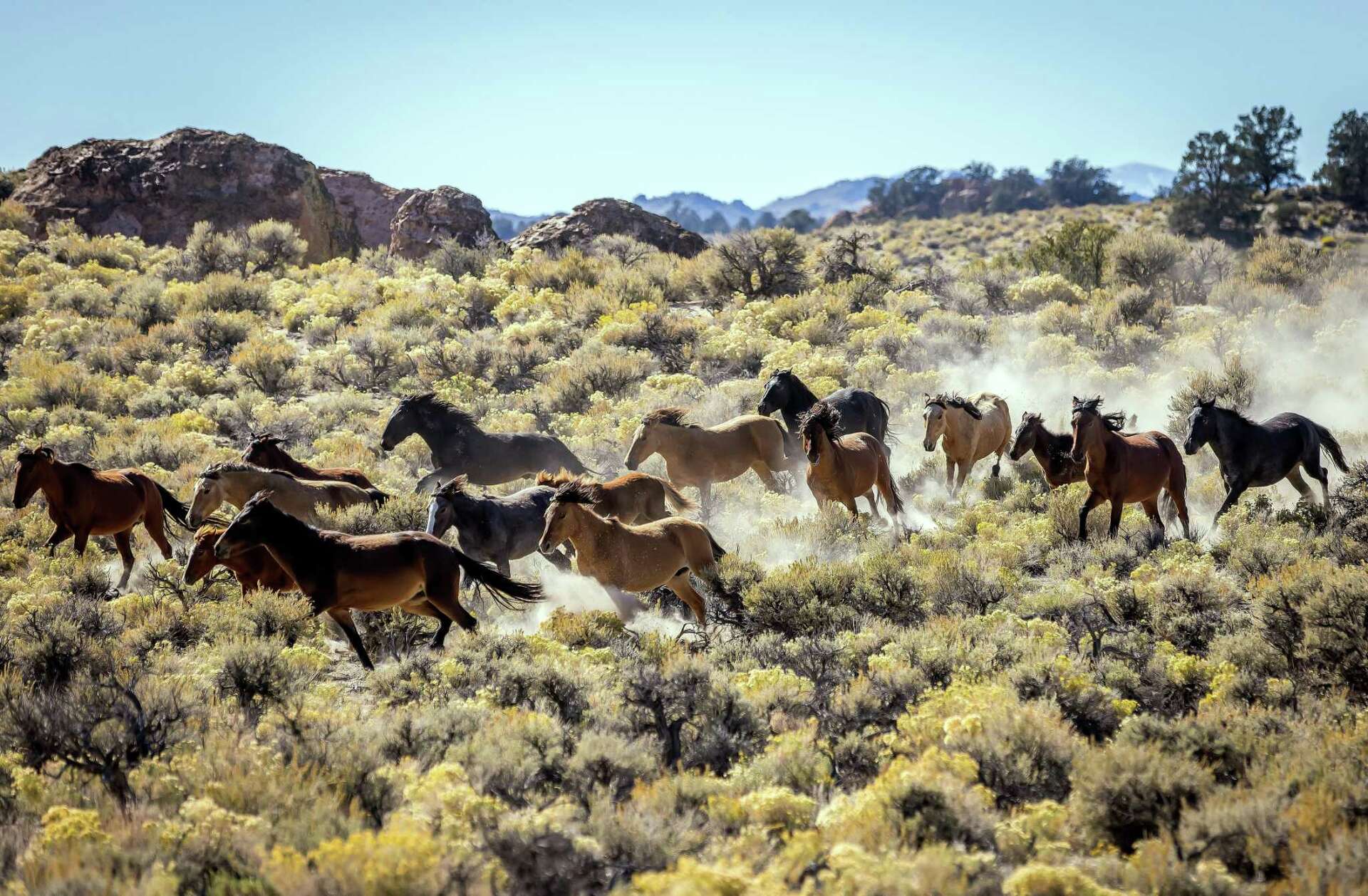A herd of wild horses just moved into this iconic California destination
