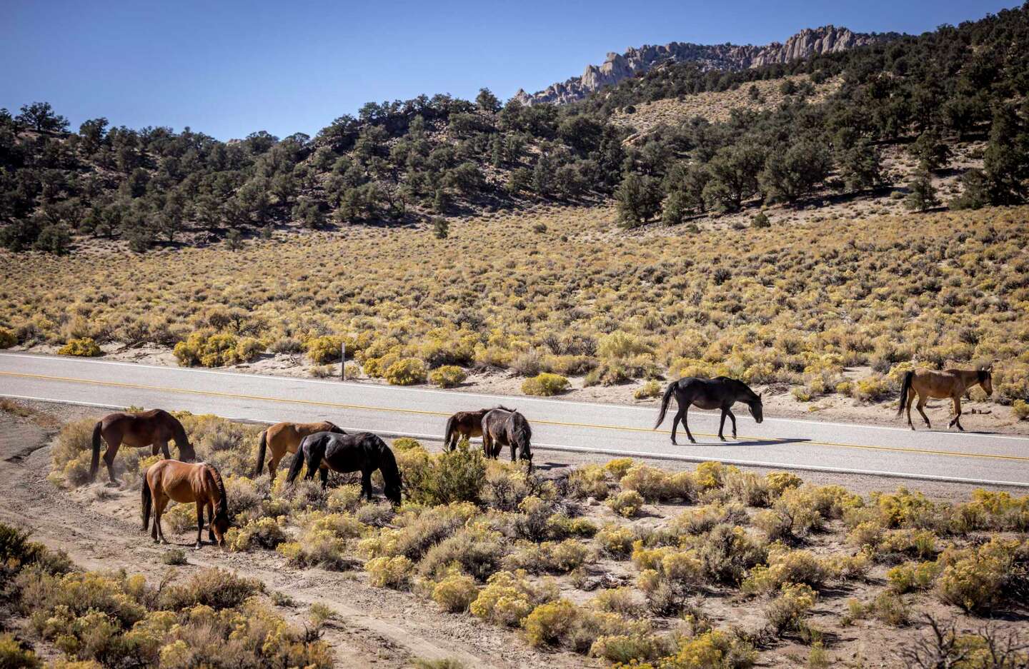 A herd of wild horses just moved into this iconic California destination