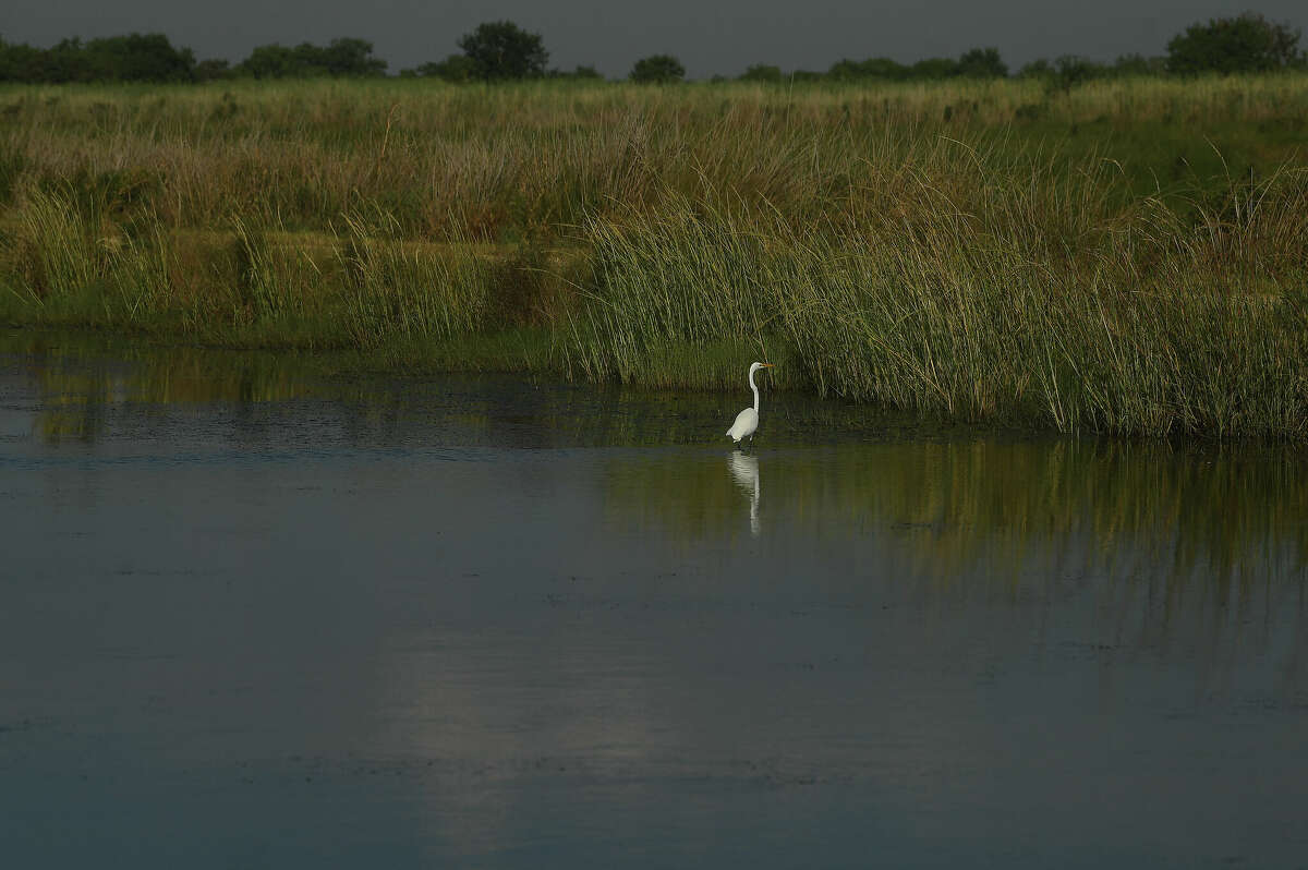 20 years in the making: How the nation's largest coastal restoration ...