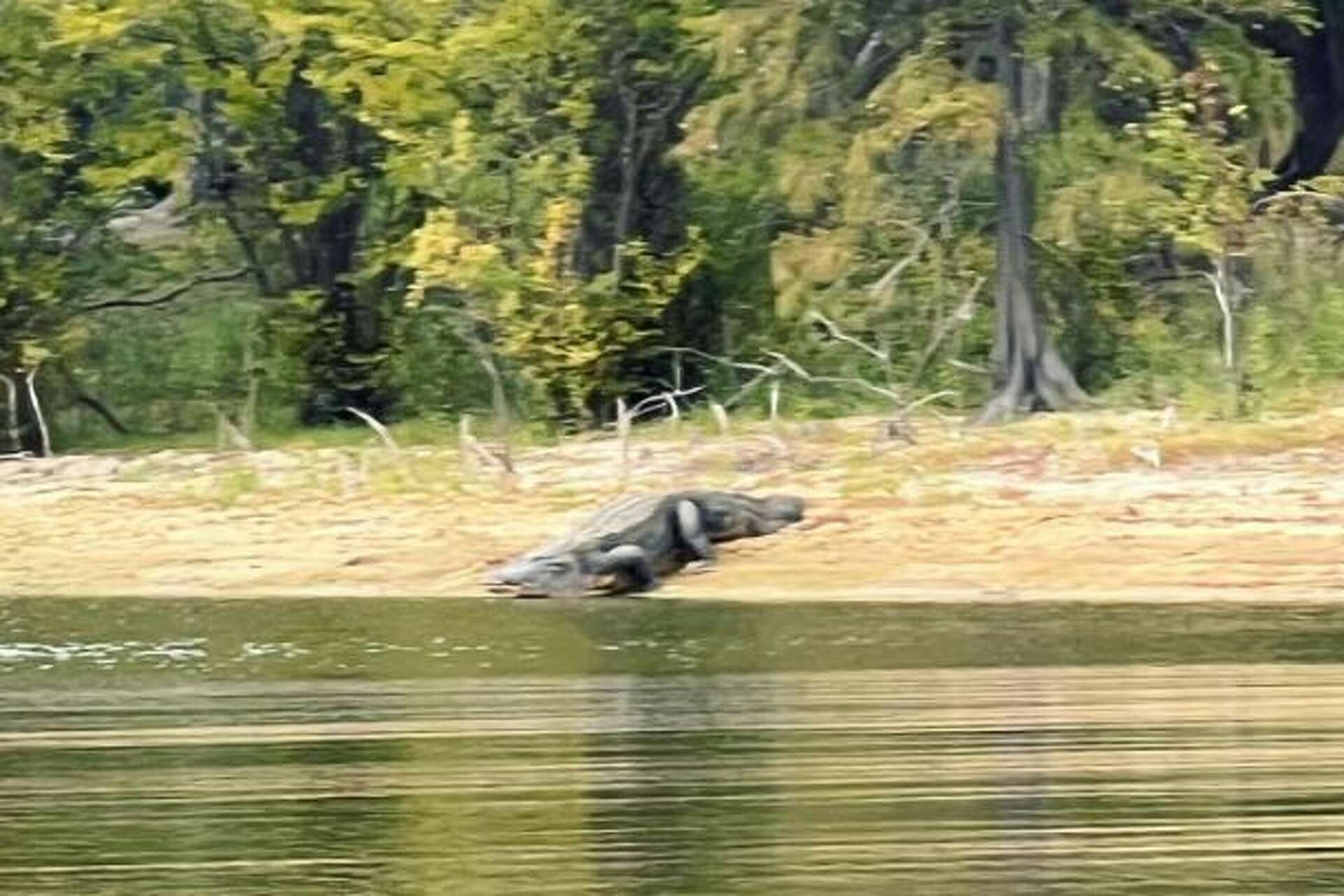 East Texas man spots massive alligator on Lake Sam Rayburn