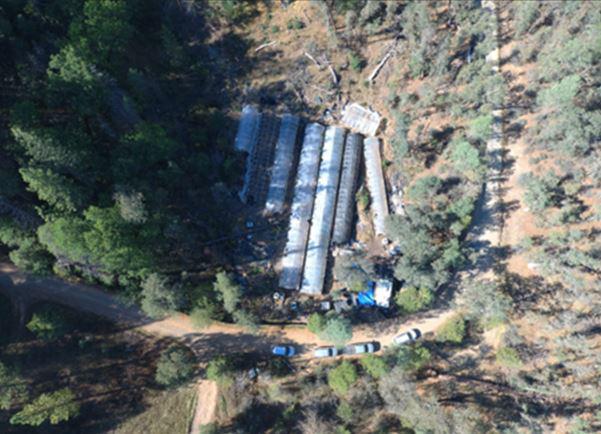 Cannabis crackdown: Officials raid, destroy illegal grow worth $15 ...