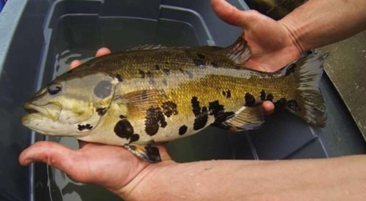 Anglers asked to report Blotchy Bass Syndrome