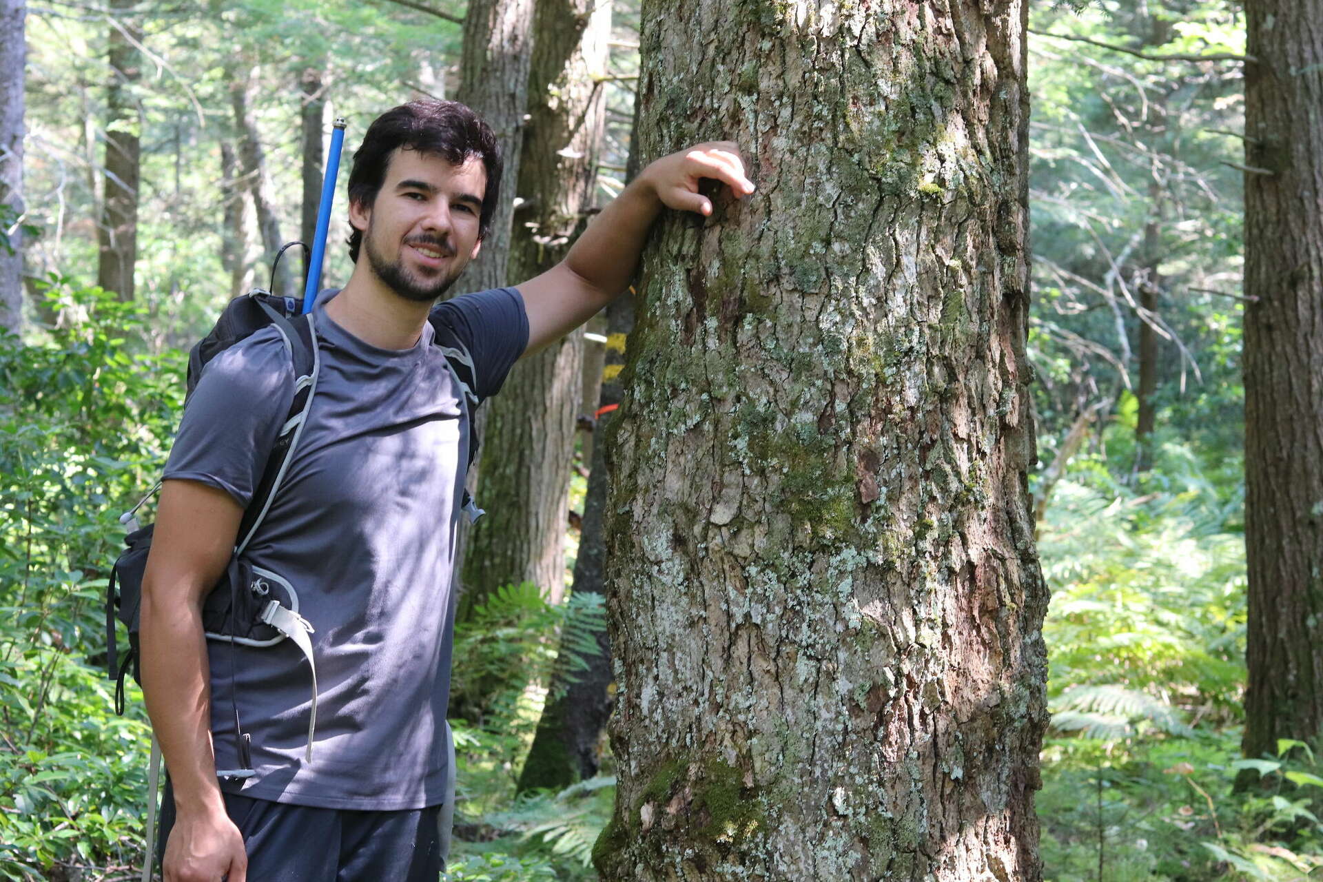 How a theology student discovered the oldest known tree in Connecticut