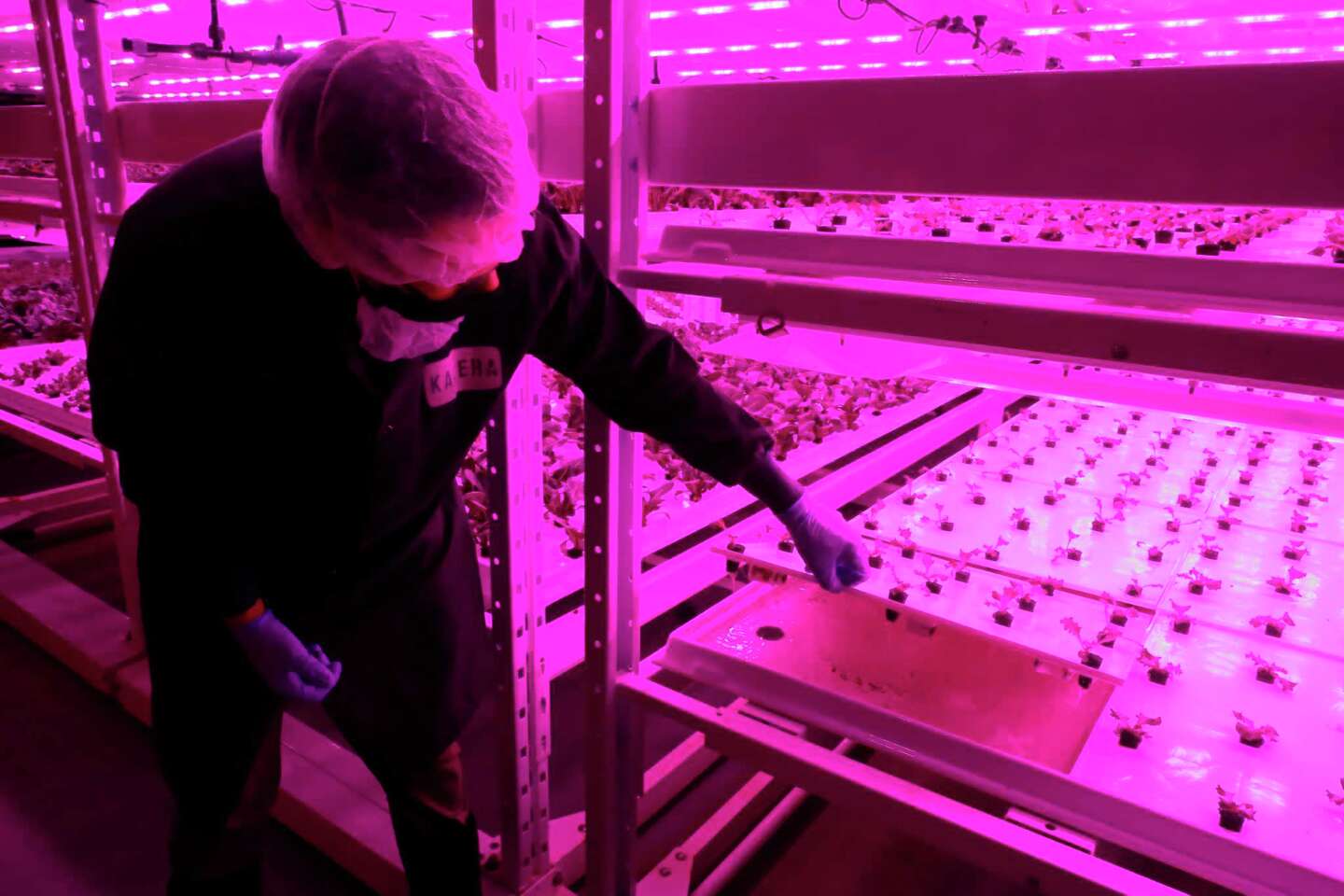 Kalera's vertical farm in Houston is part of growing high-tech ...