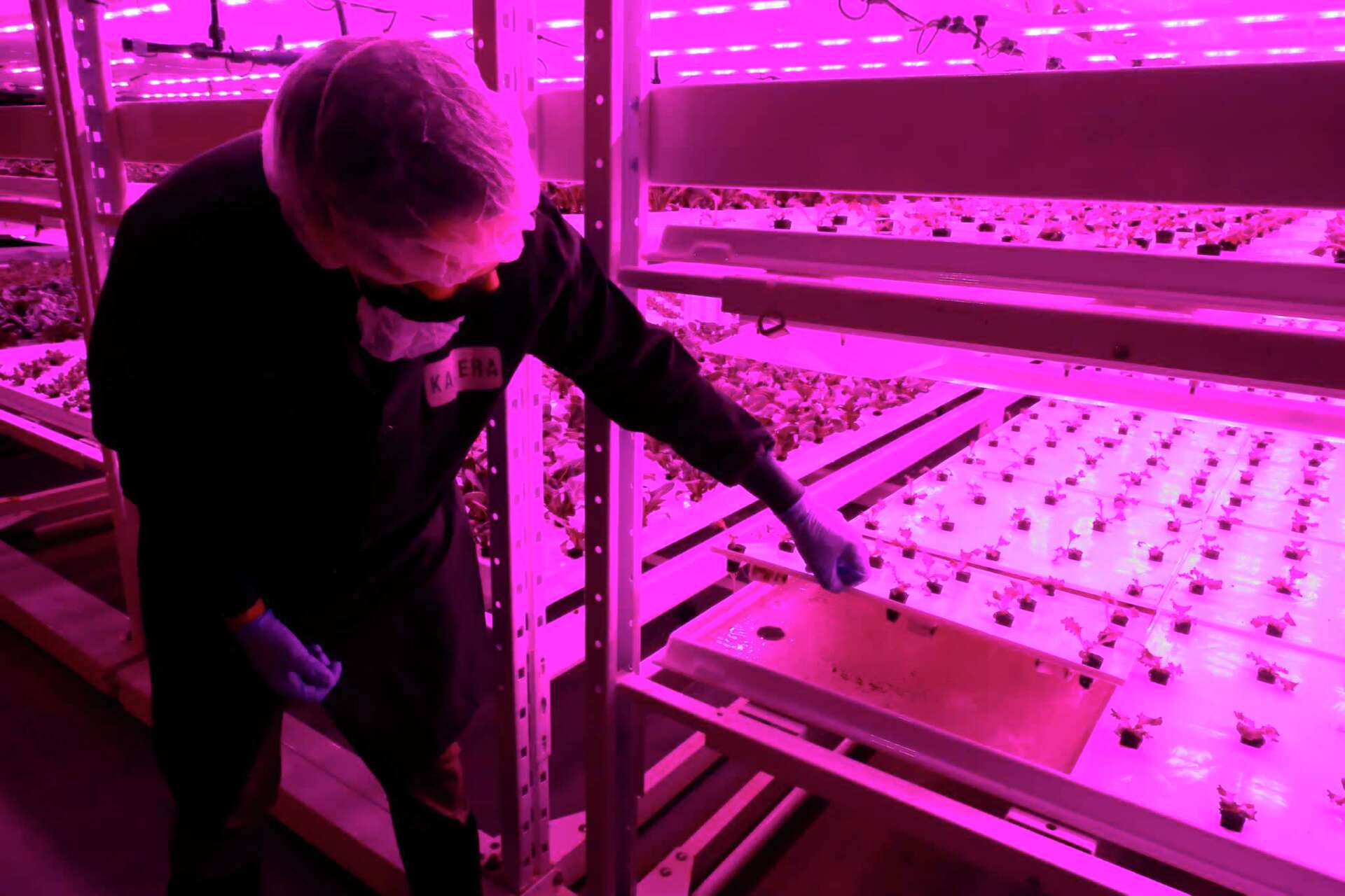 Kalera's vertical farm in Houston is part of growing high-tech ...