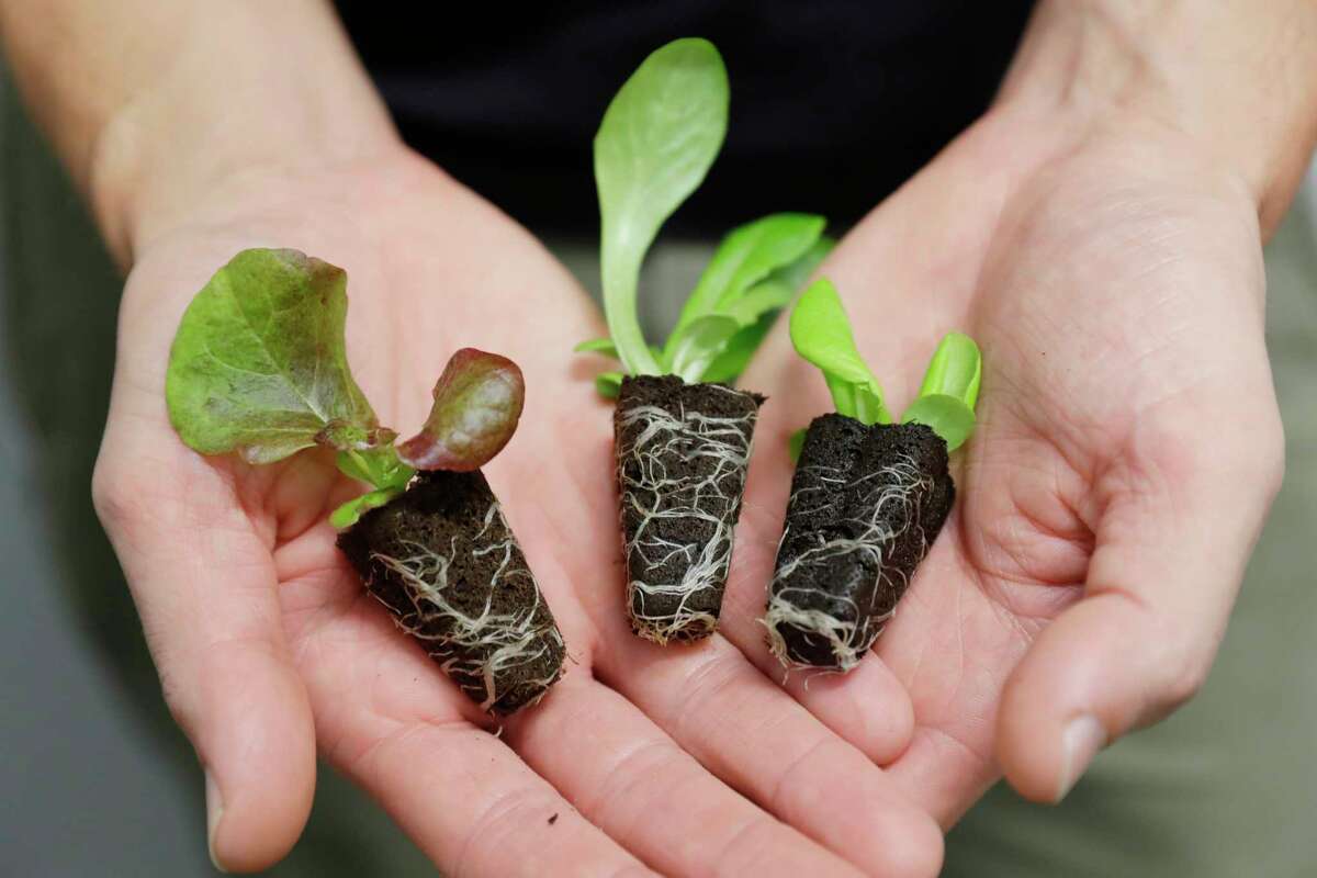 Kalera's vertical farm in Houston is part of growing high-tech ...