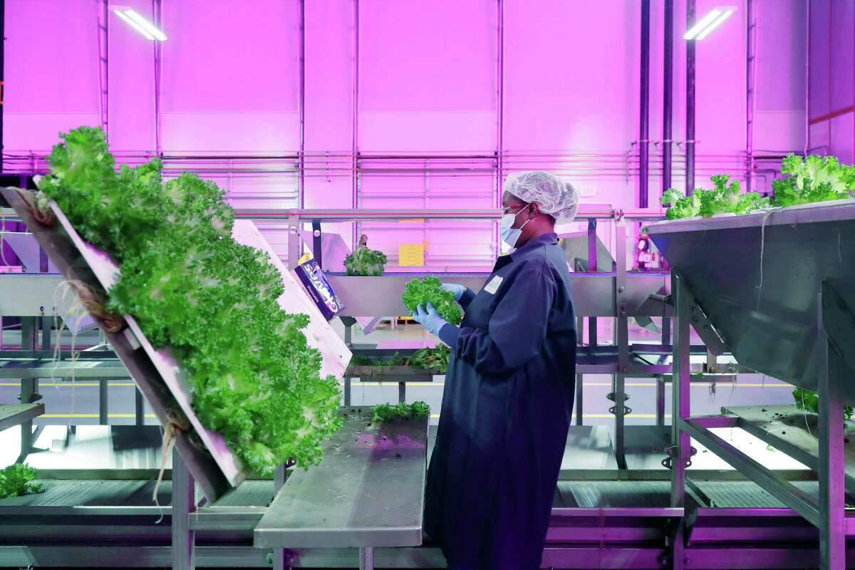 Kalera's vertical farm in Houston is part of growing high-tech ...