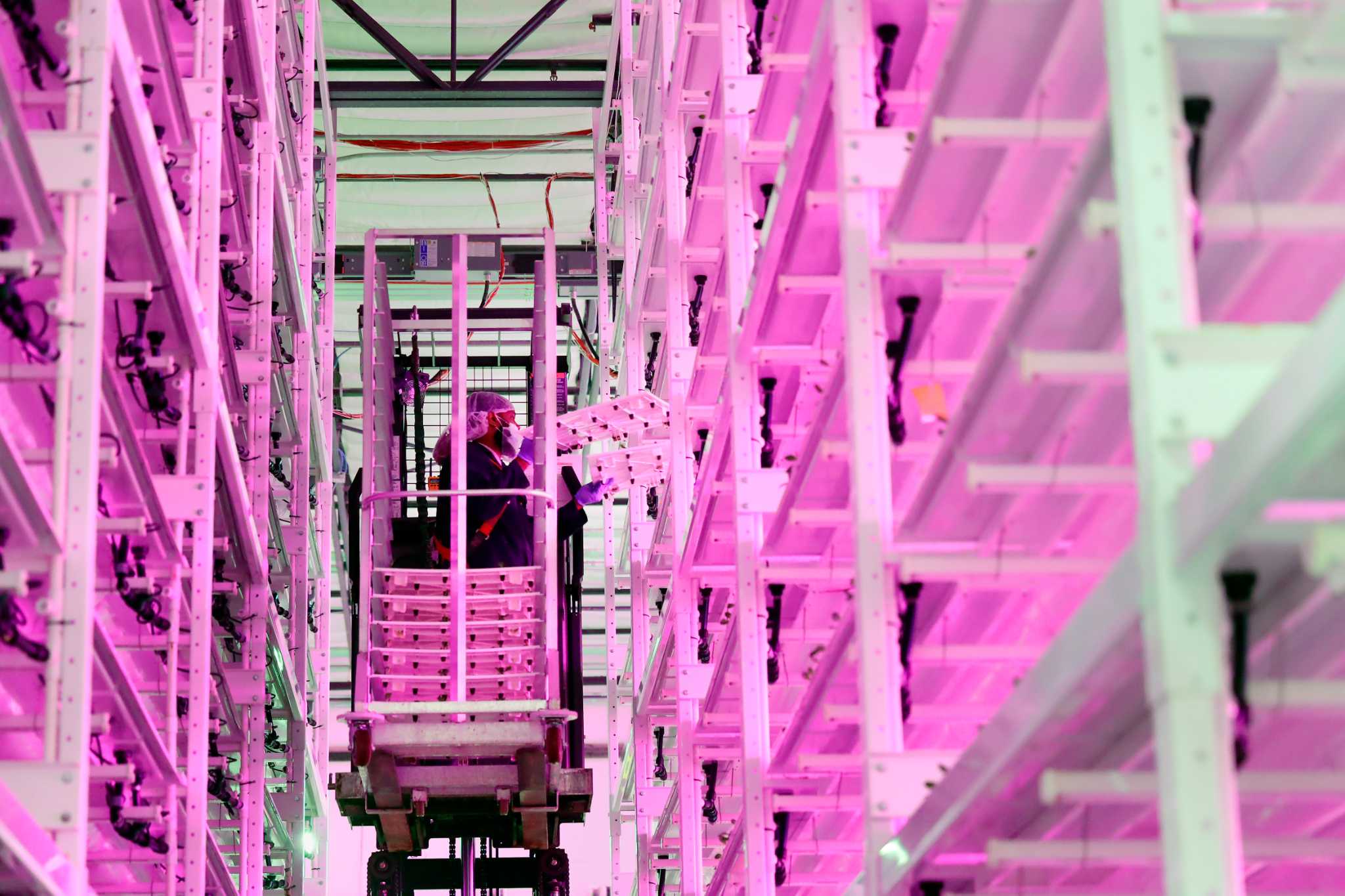 Kalera s Vertical Farm In Houston Is Part Of Growing High tech Agricultural Sector In Texas Kalera s Vertical Farm In Houston Is Part Of Growing High tech Agricultural Sector In Texas