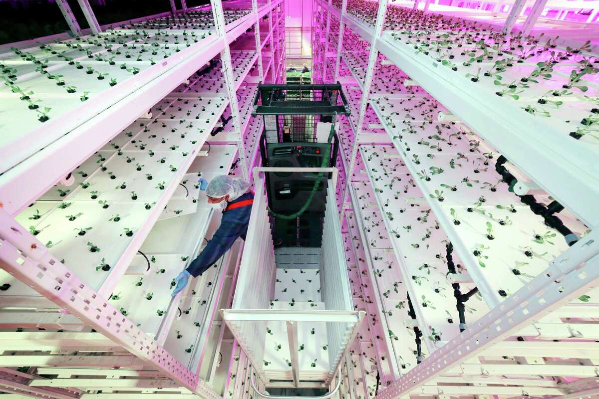 Kalera's vertical farm in Houston is part of growing high-tech ...