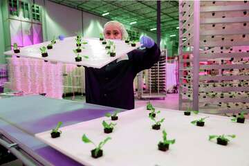 Kalera's vertical farm in Houston is part of growing high-tech ...