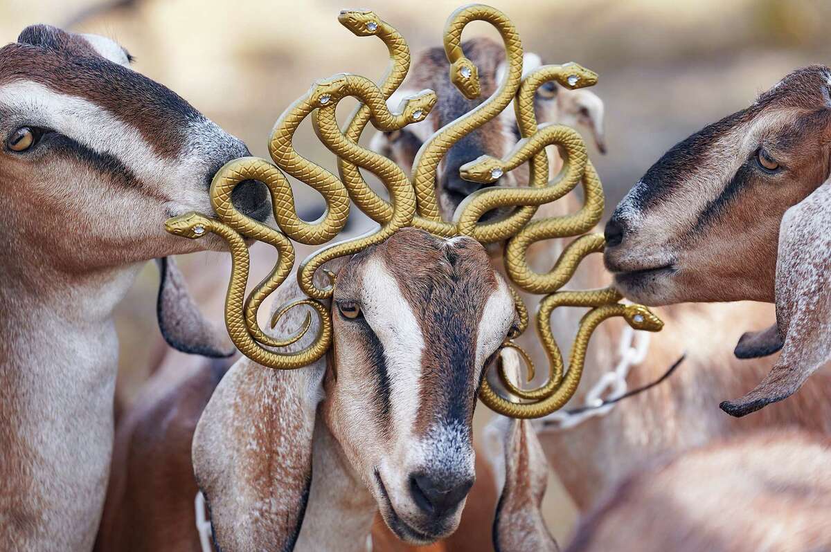 No kidding: A Houston-area farm celebrates Halloween with goats in costumes