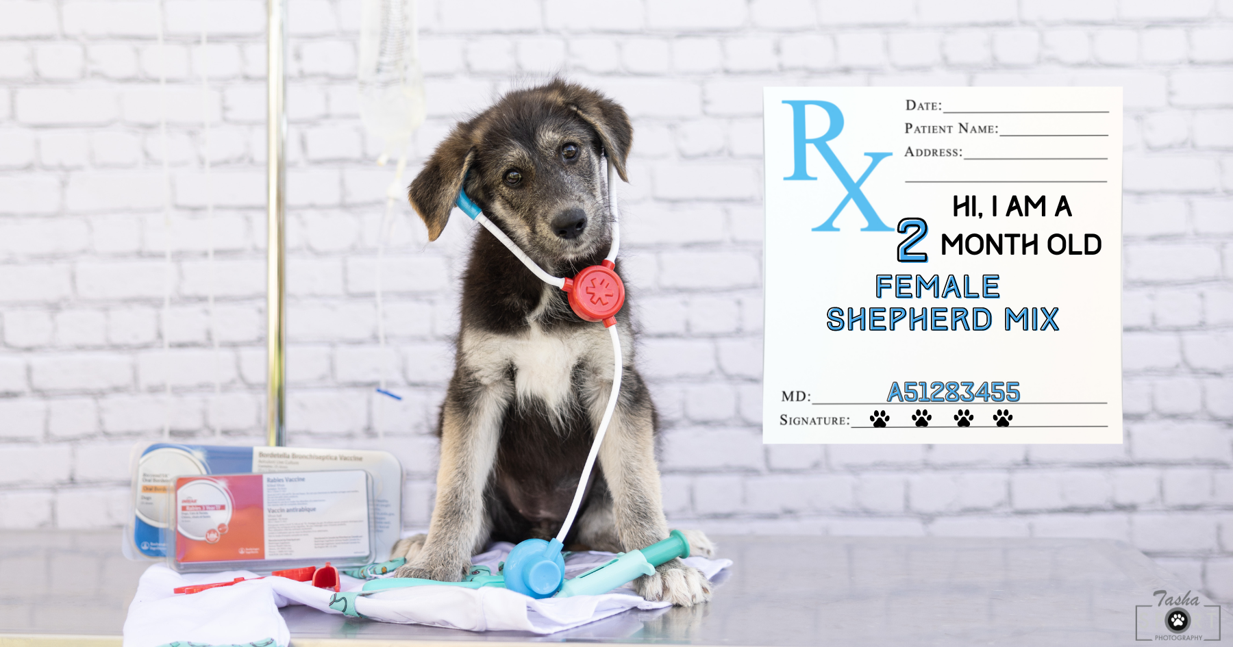 Want to adopt? Check out these adoptable animals at the Midland Animal ...