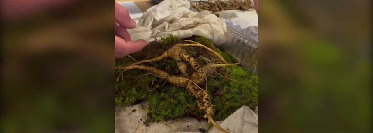 93-year-old ginseng root found in Vermont could be worth thousands