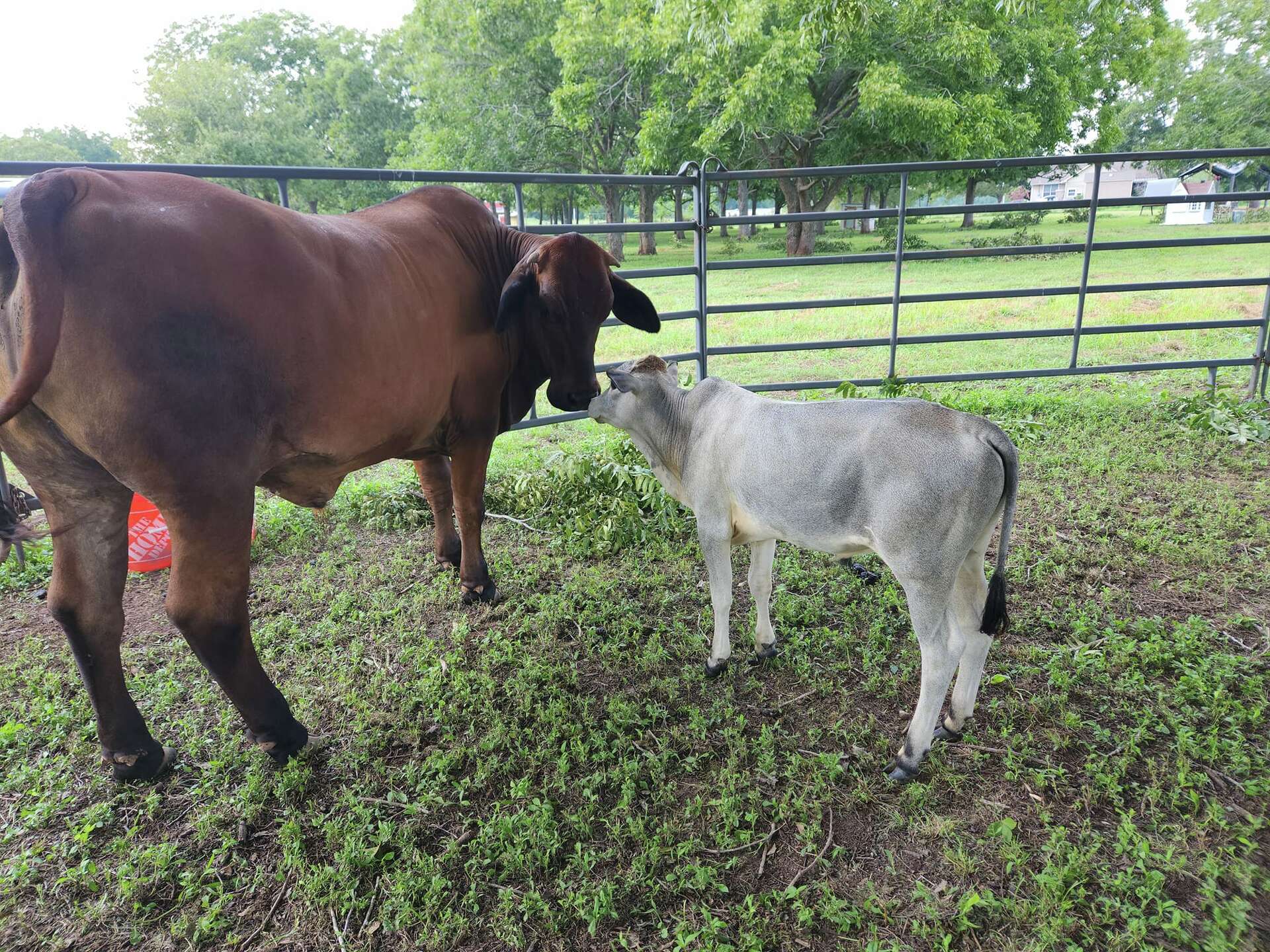 Houston-area farm lets you snuggle cute animals all day for therapy