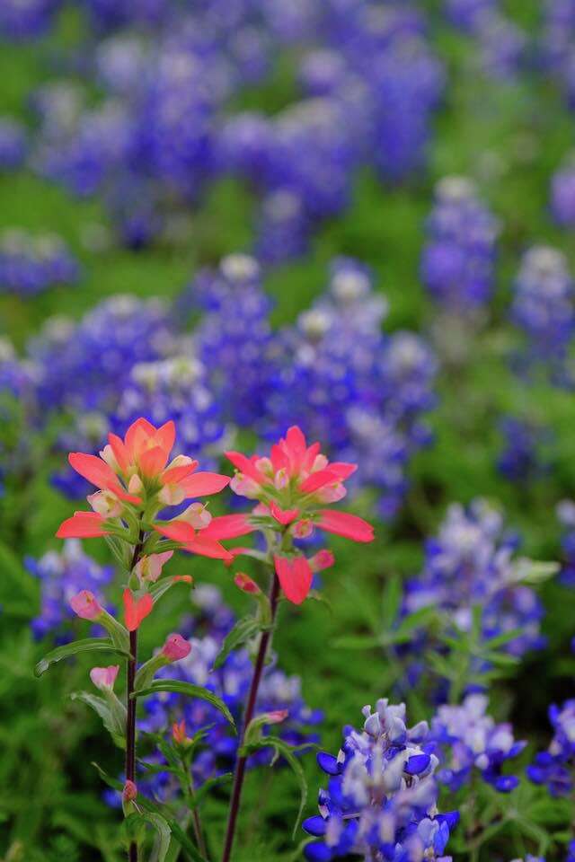What wildflowers grow in Texas?
