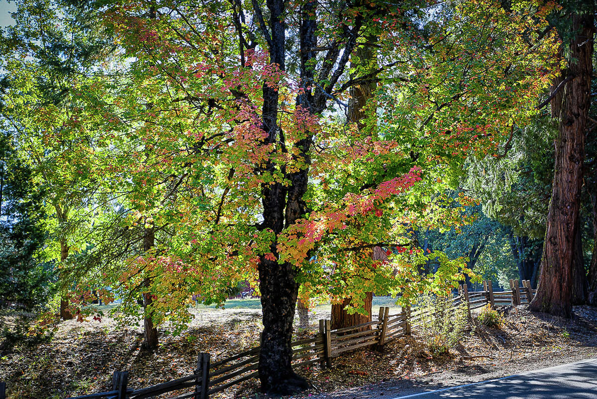 Peak fall color arrives in Eastern Sierra and the best time to go is now