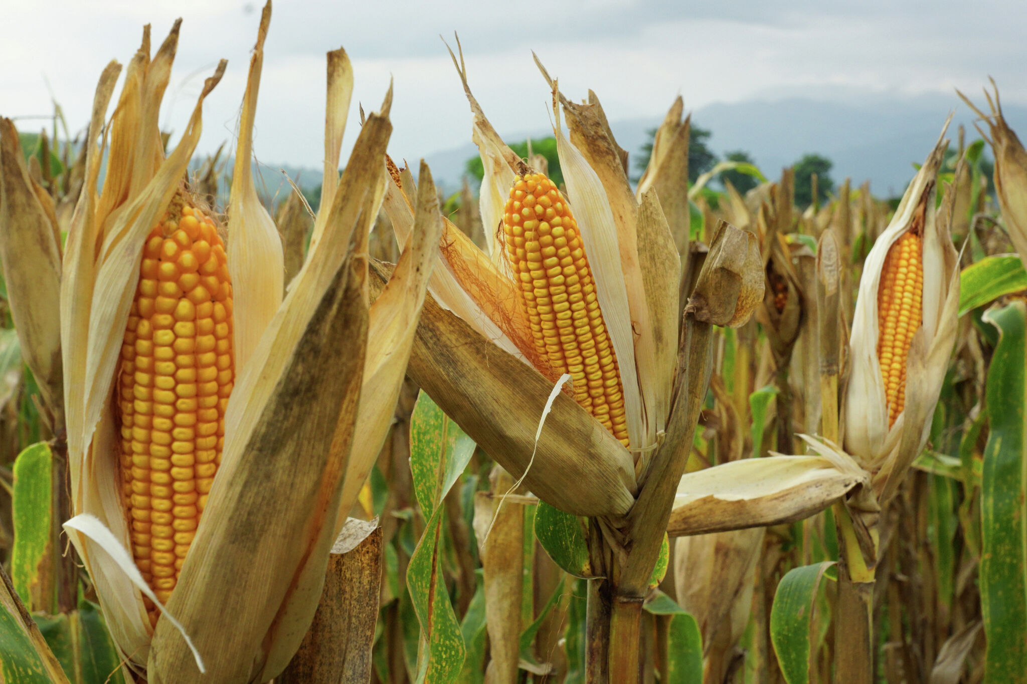 TimeOut ranked this CT corn maze one of the best in the U.S.