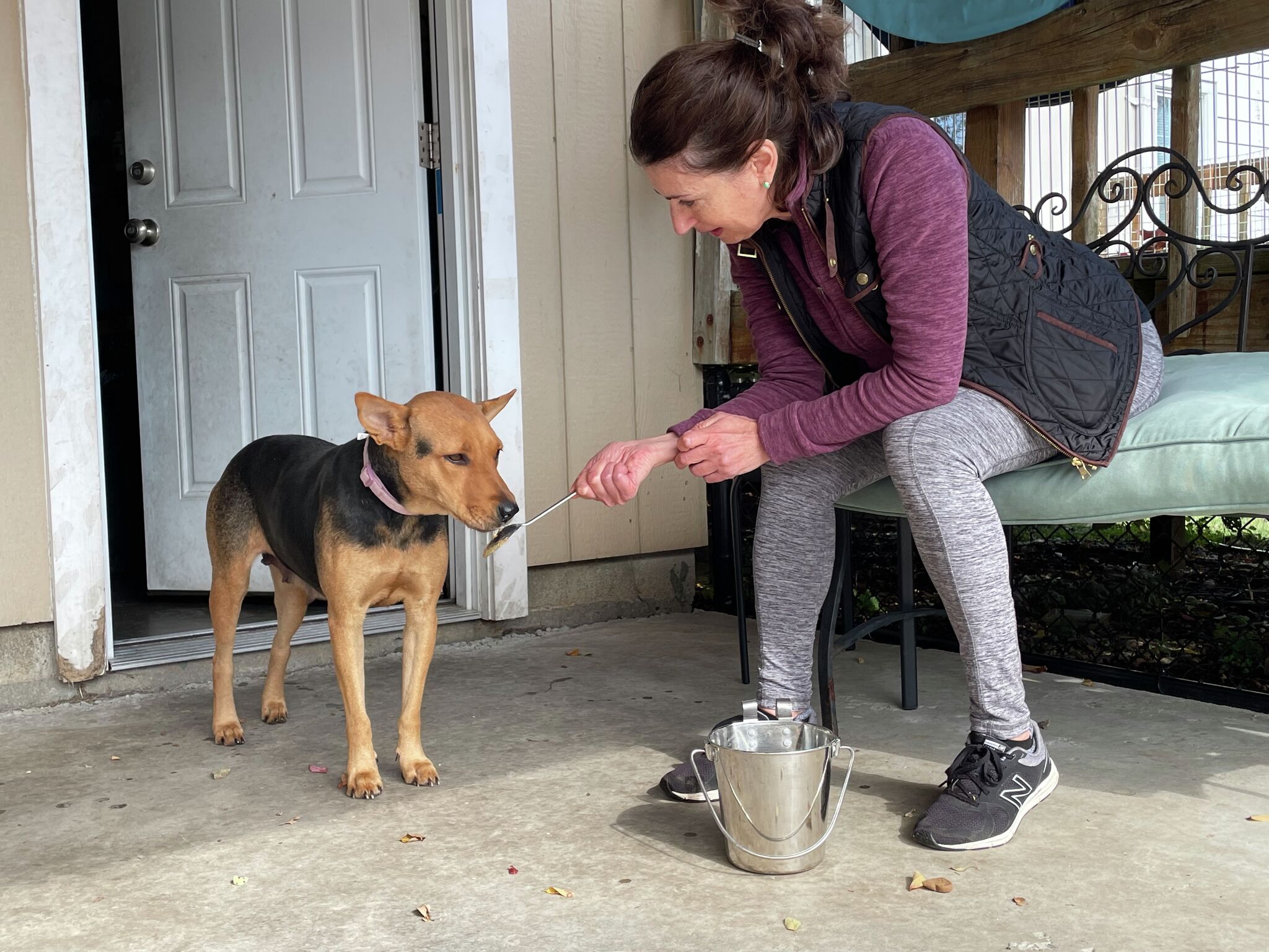 How a Hamden rescue gets dogs ready for new homes