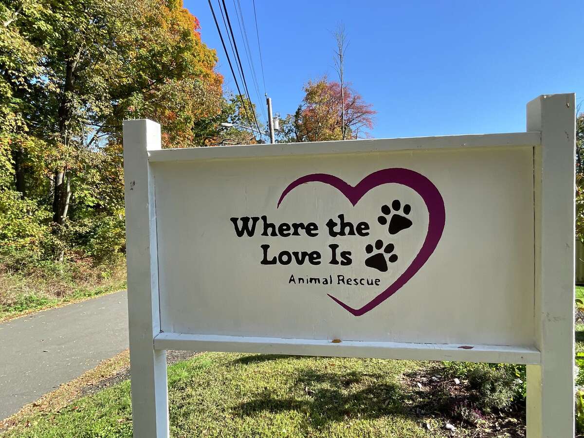How a Hamden rescue gets dogs ready for new homes