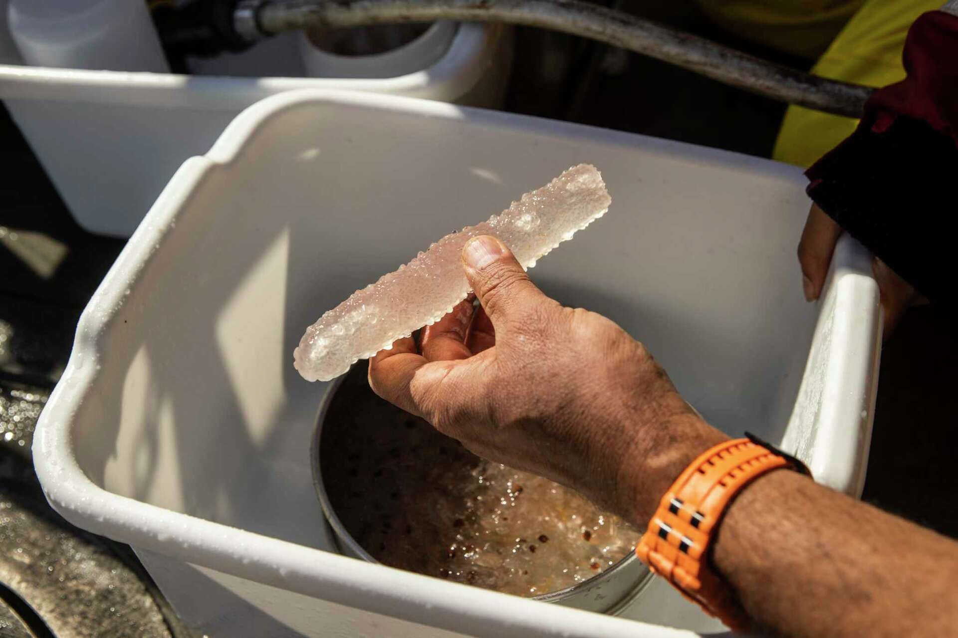 The Pacific Ocean in the Bay Area’s backyard is a rare wildlife ‘hot ...