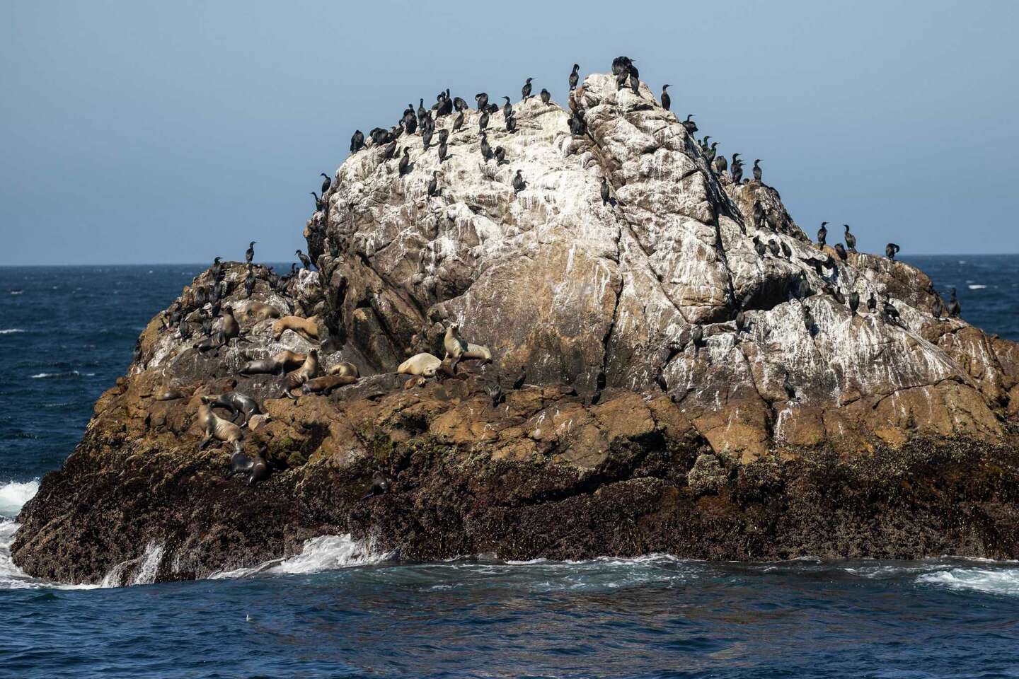 The Pacific Ocean in the Bay Area’s backyard is a rare wildlife ‘hot ...