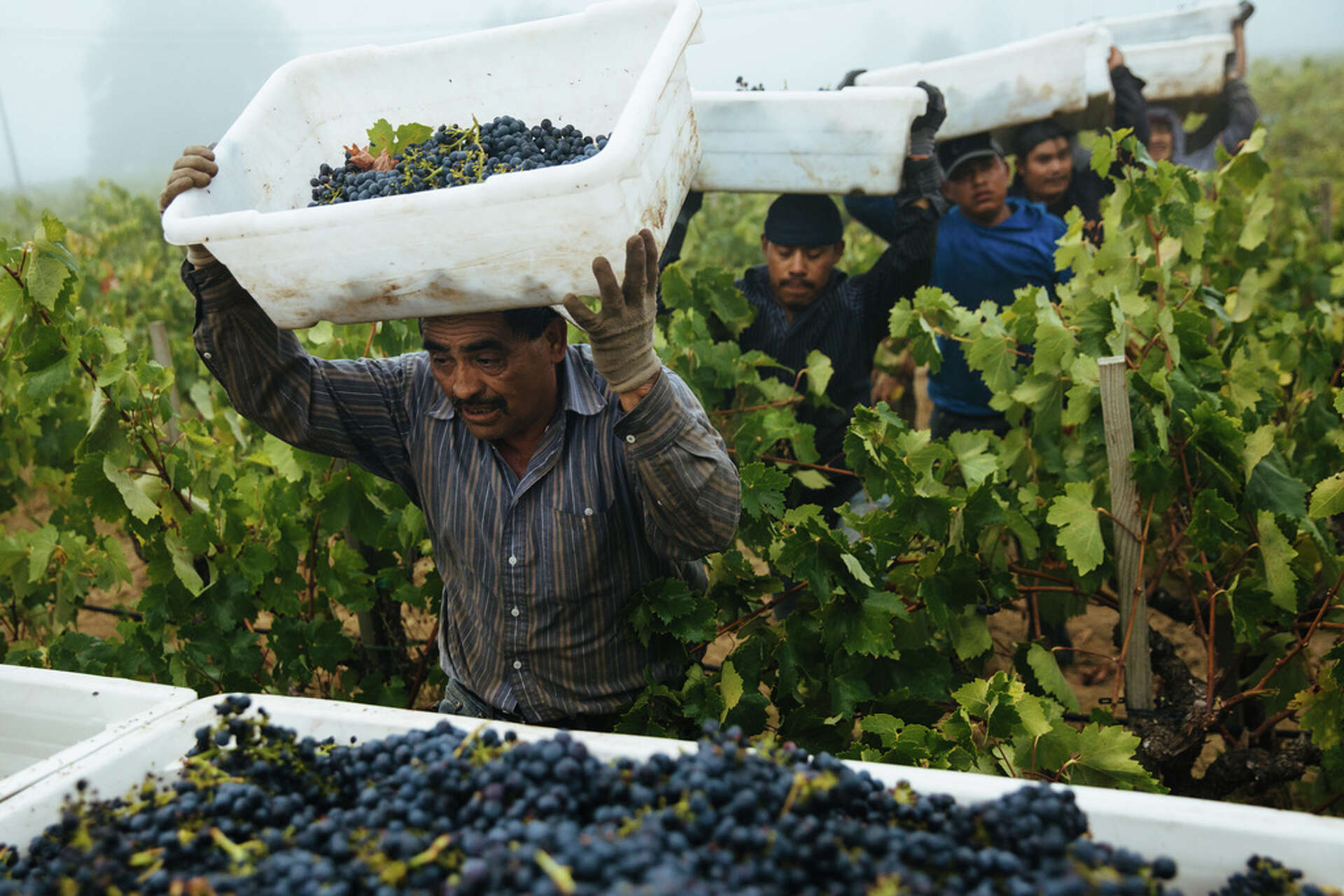 Why California vineyard company Vino Farms had to pay $55,000 in back ...