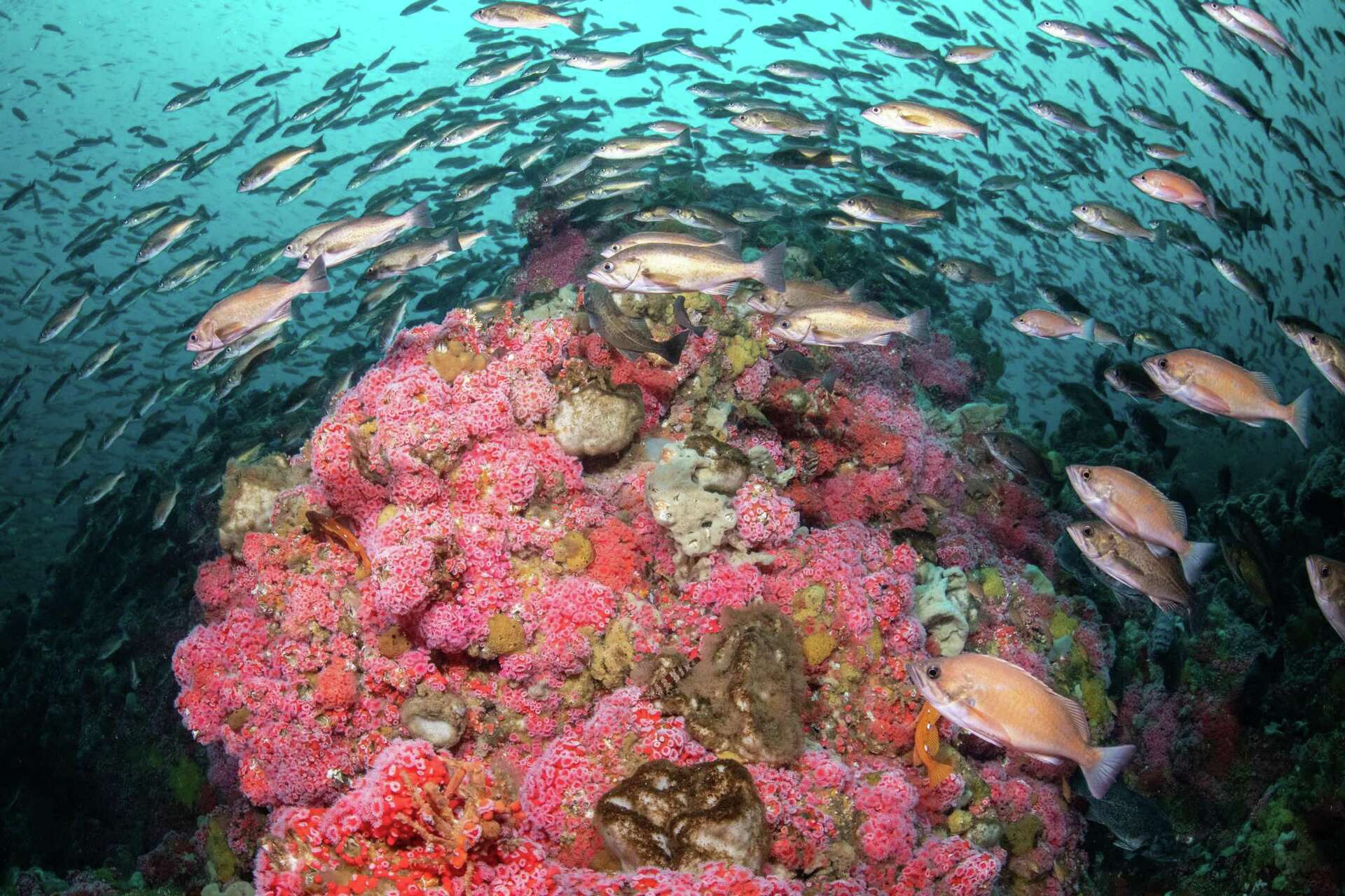 ‘Wow, that’s right off our coast’: What divers saw on rare trip to ...