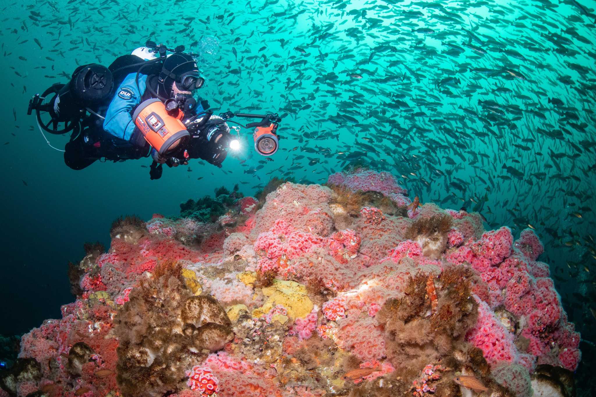 ‘Wow, that’s right off our coast’: What divers saw on rare trip to ...