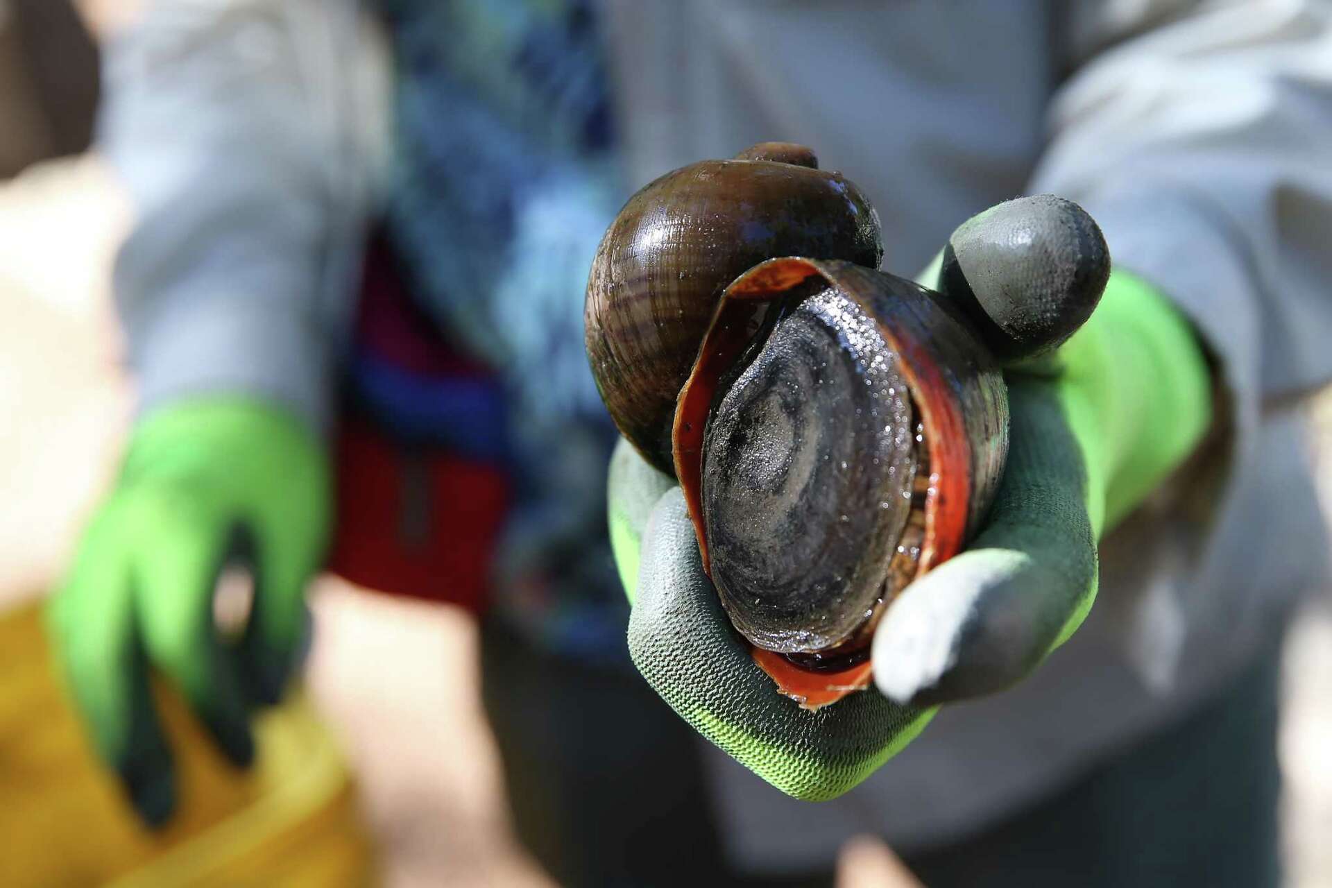Invasive apple snails, giant salvina could be in crawfish boil bags