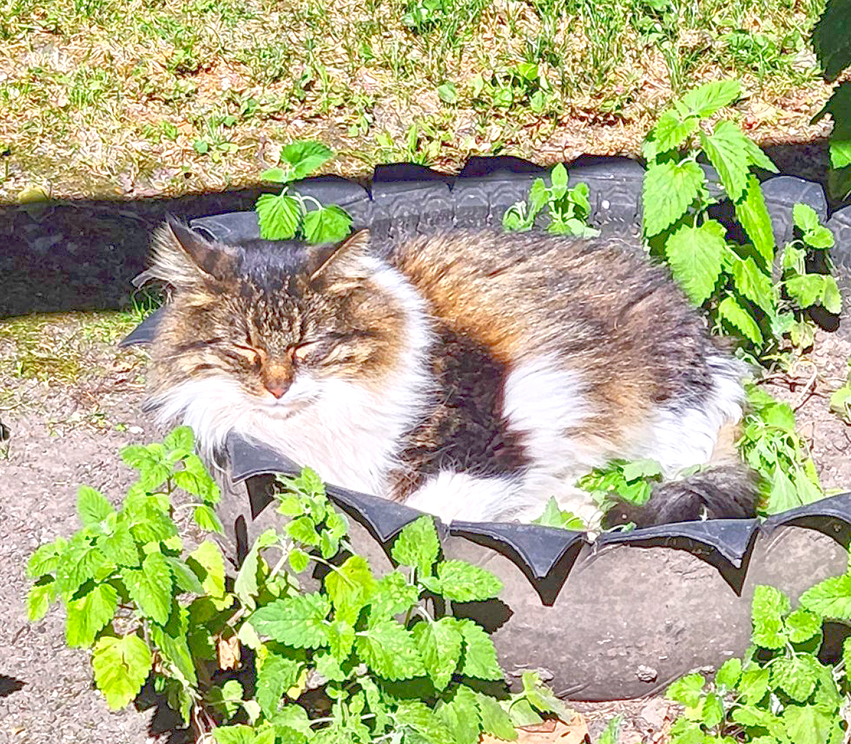 Reader photo: Absolute purr-fection | Journal-Courier