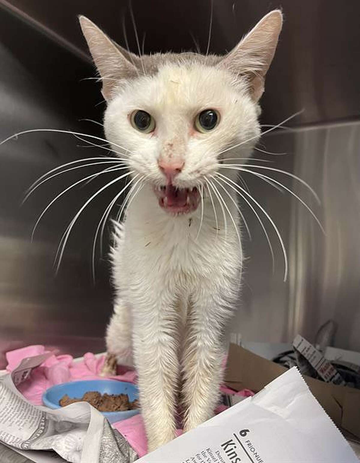 San Antonio's most sour-faced cat is up for adoption from ACS