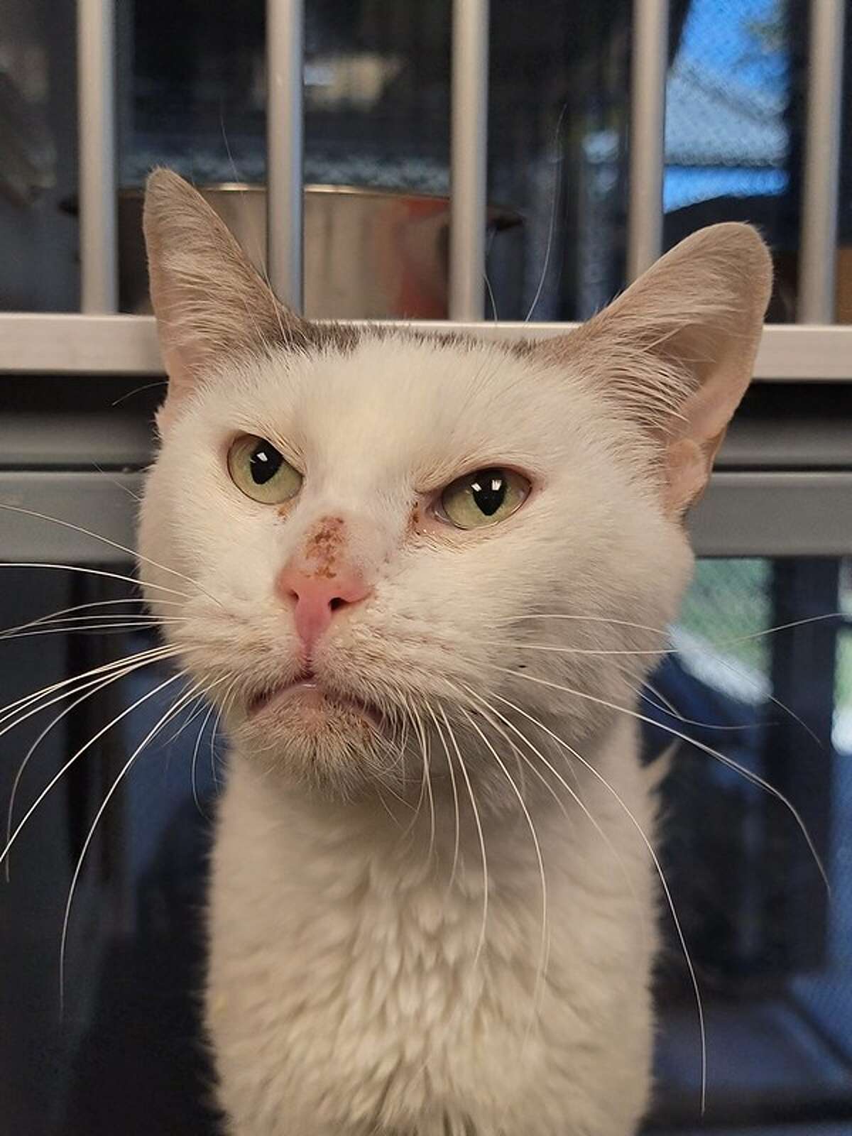 San Antonio's most sour-faced cat is up for adoption from ACS
