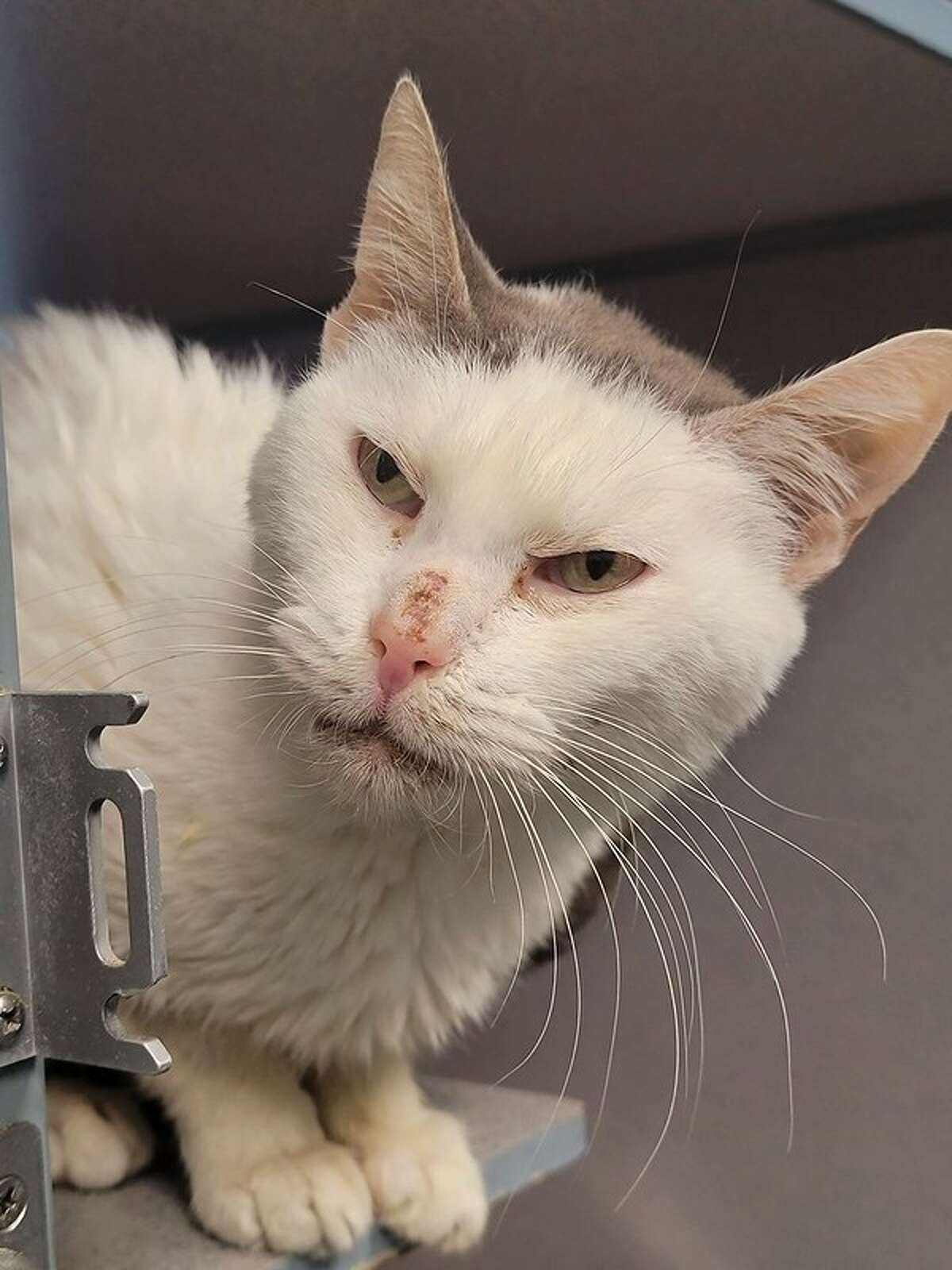 San Antonio's most sour-faced cat is up for adoption from ACS
