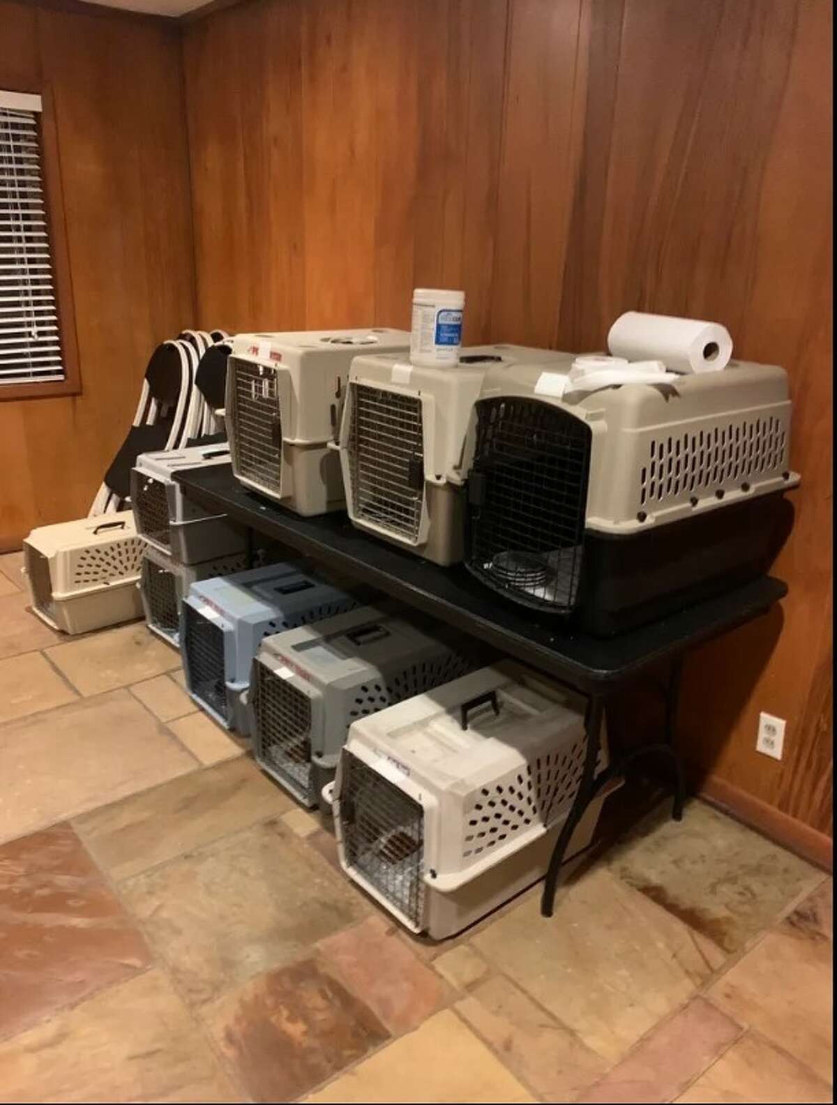 Nearly 140 cats rescued from waste-filled Sugar Land home