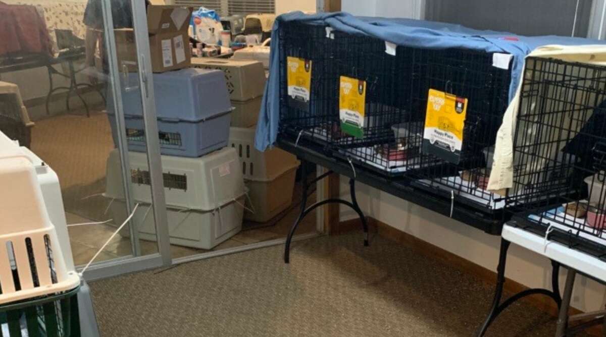Nearly 140 cats rescued from waste-filled Sugar Land home