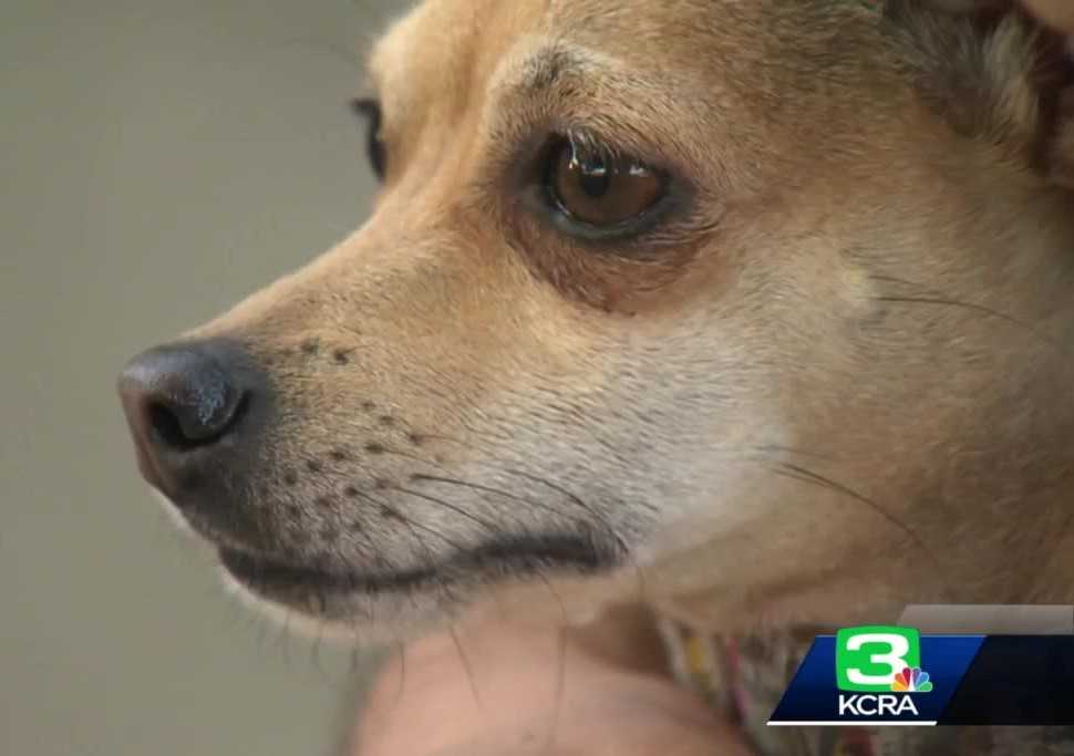 Meet Jellybean, a chihuahua who loves to run marathons