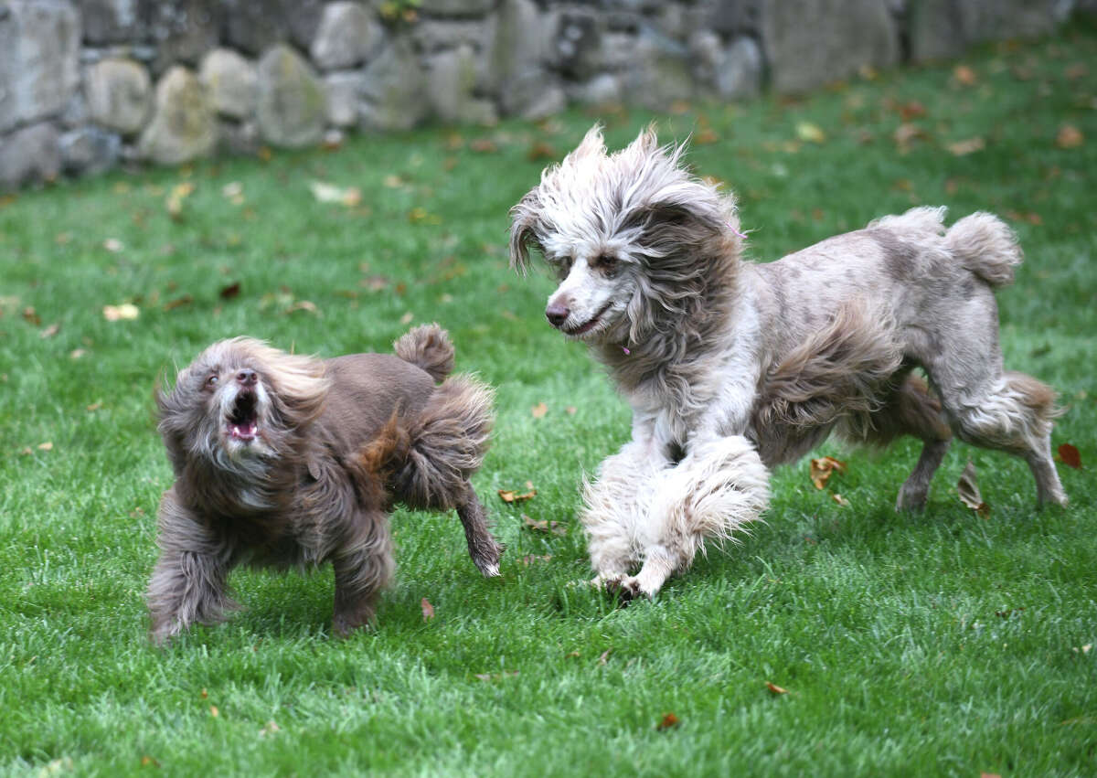 Greenwich 'Dog Dad' Instagram star's pet looks just like him