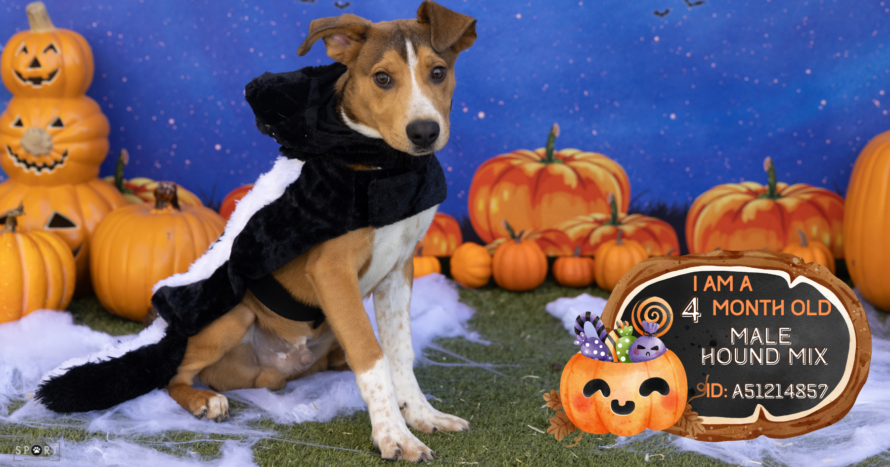 Want to adopt? Check out these adoptable animals at the Midland Animal ...