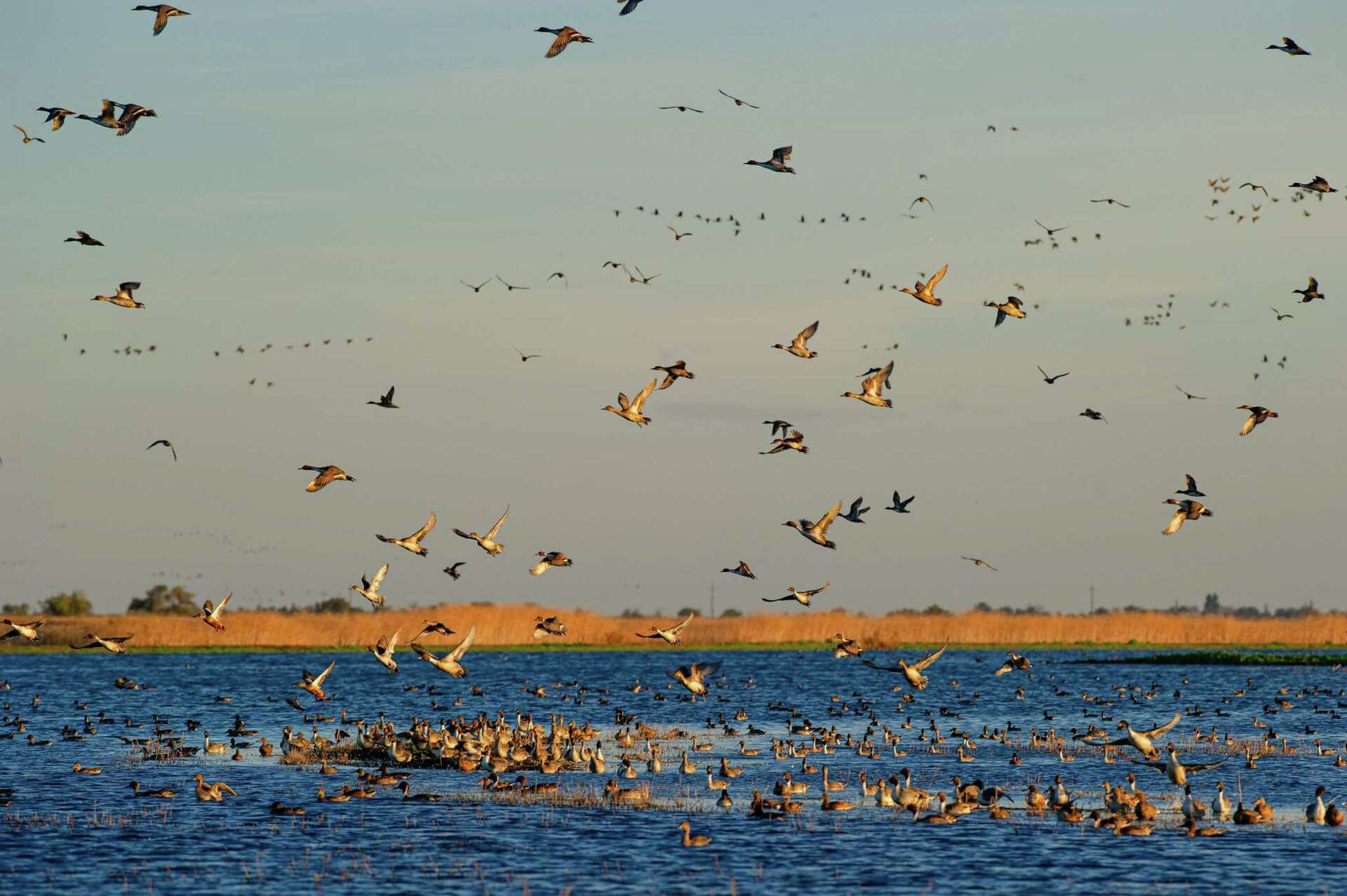 California drought: Migration of millions of birds being upended