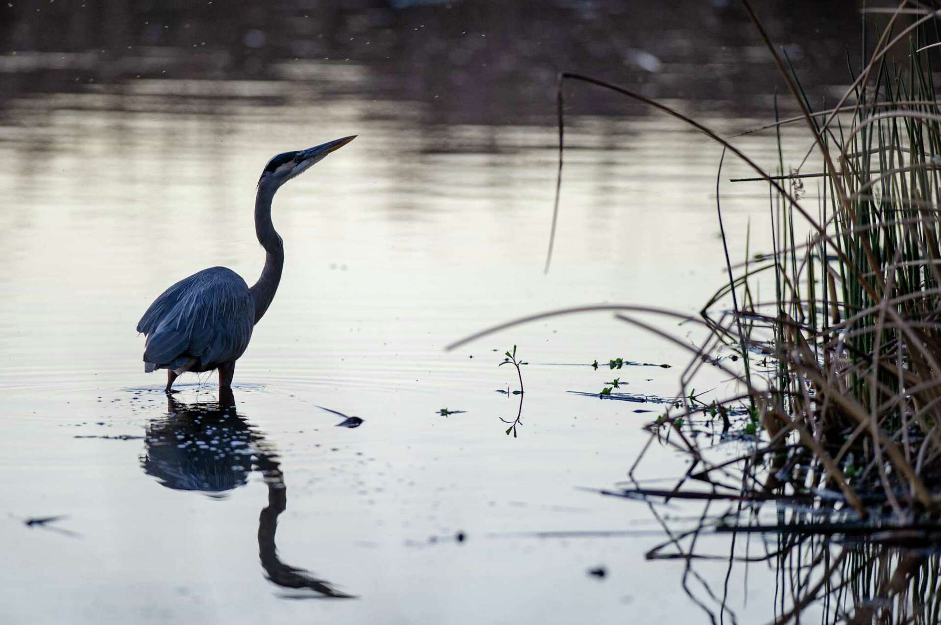 California drought: Migration of millions of birds being upended