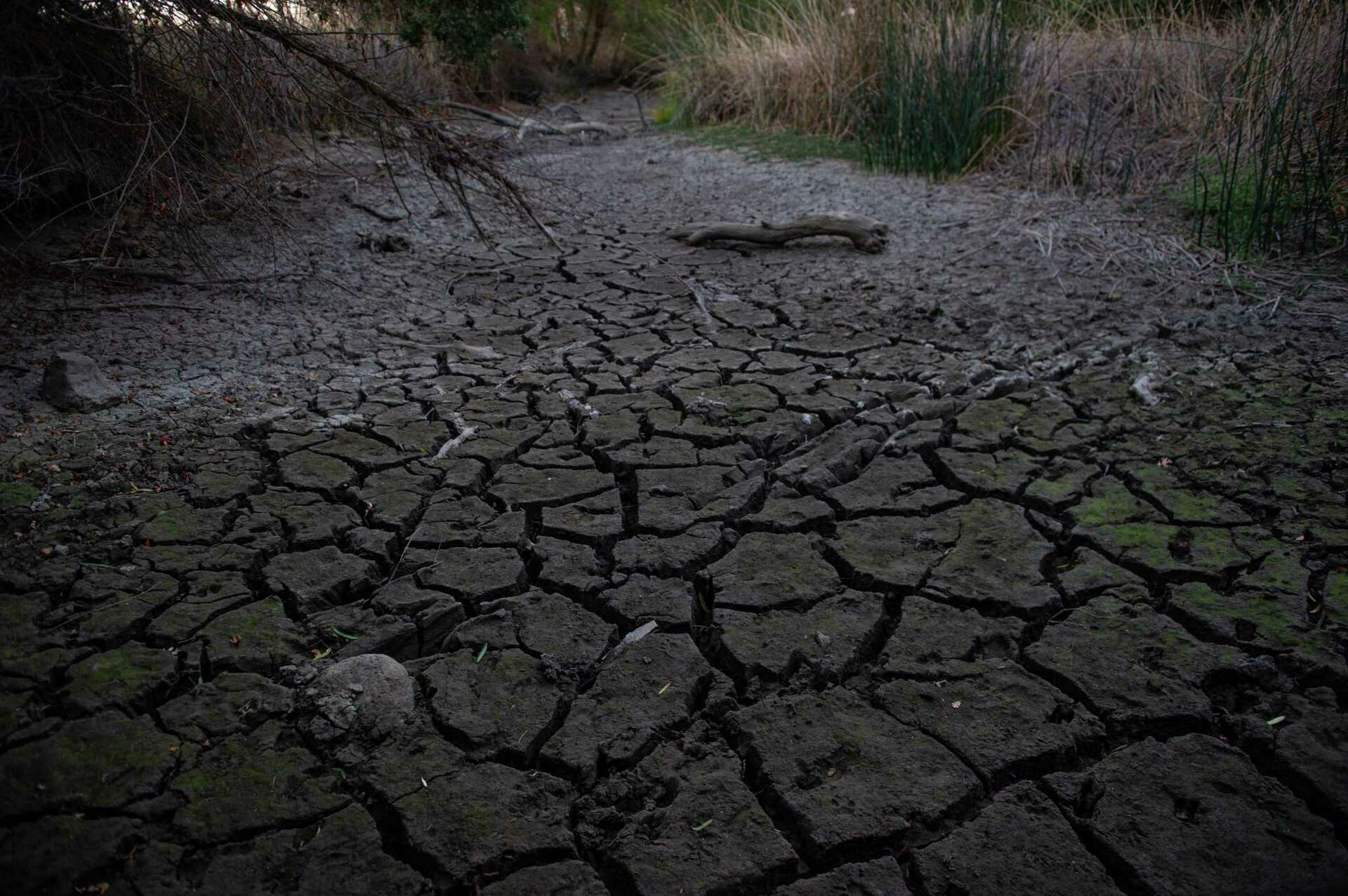 California drought: Migration of millions of birds being upended