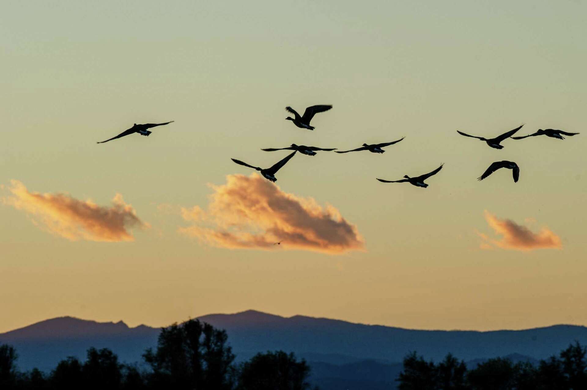 California drought: Migration of millions of birds being upended
