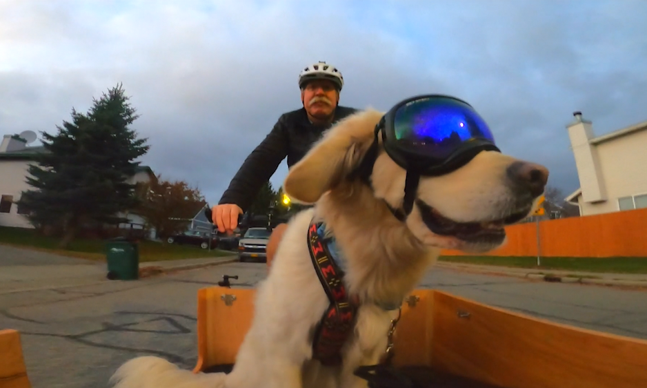 Dog-gone cute: Man creates custom bike so his dogs can ride along