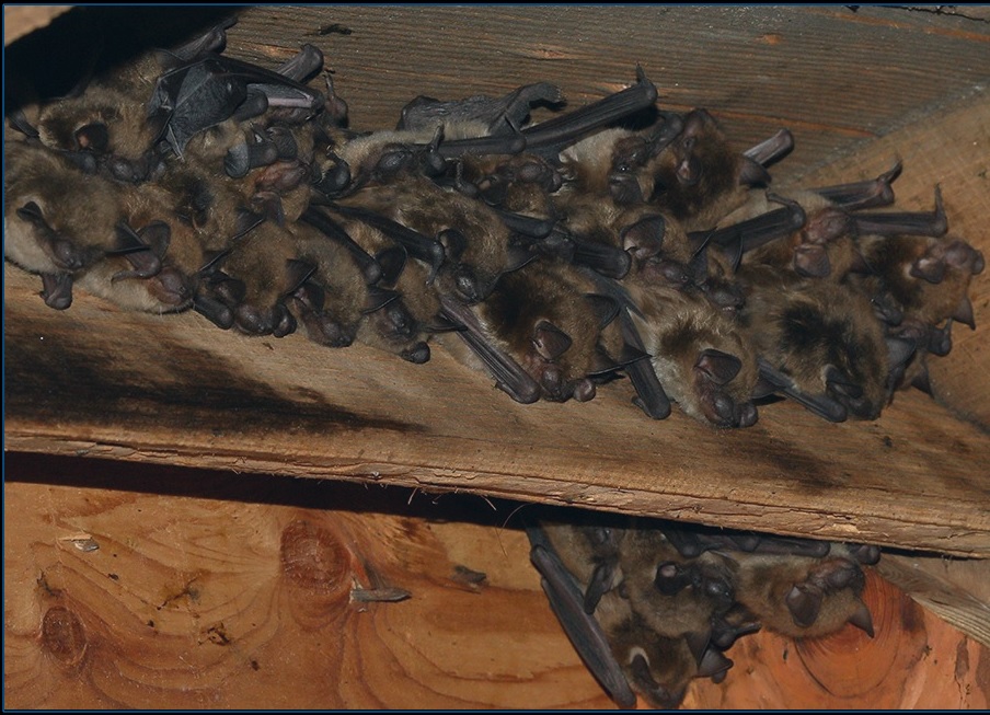 With disease ravaging bat populations, DEEP raises awareness
