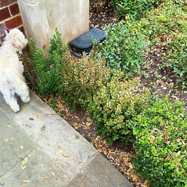 What's wrong with my boxwoods? Gardeners ask Texas A&M experts