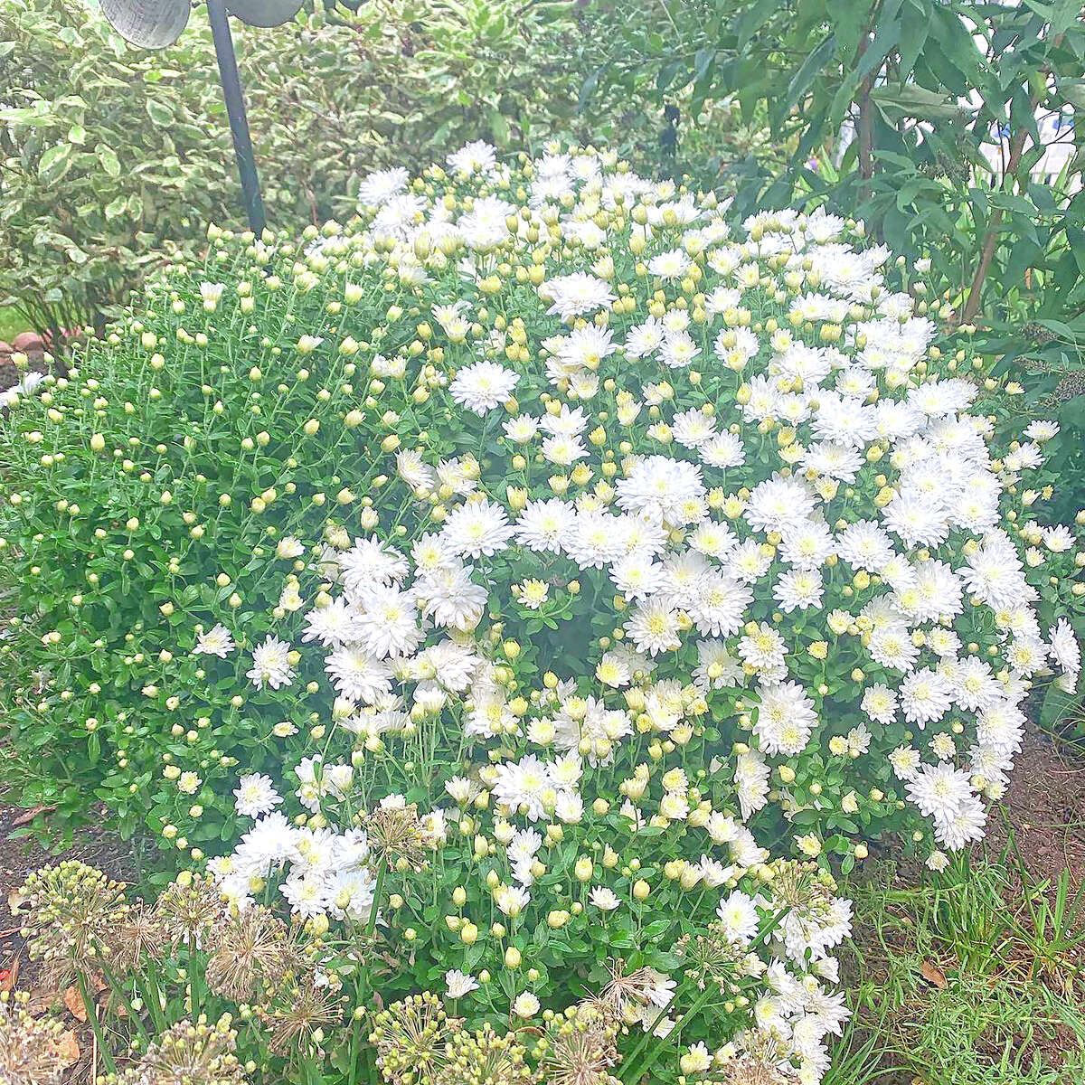 Kicked to the curb? Mums are perennials you can hold onto | Journal-Courier