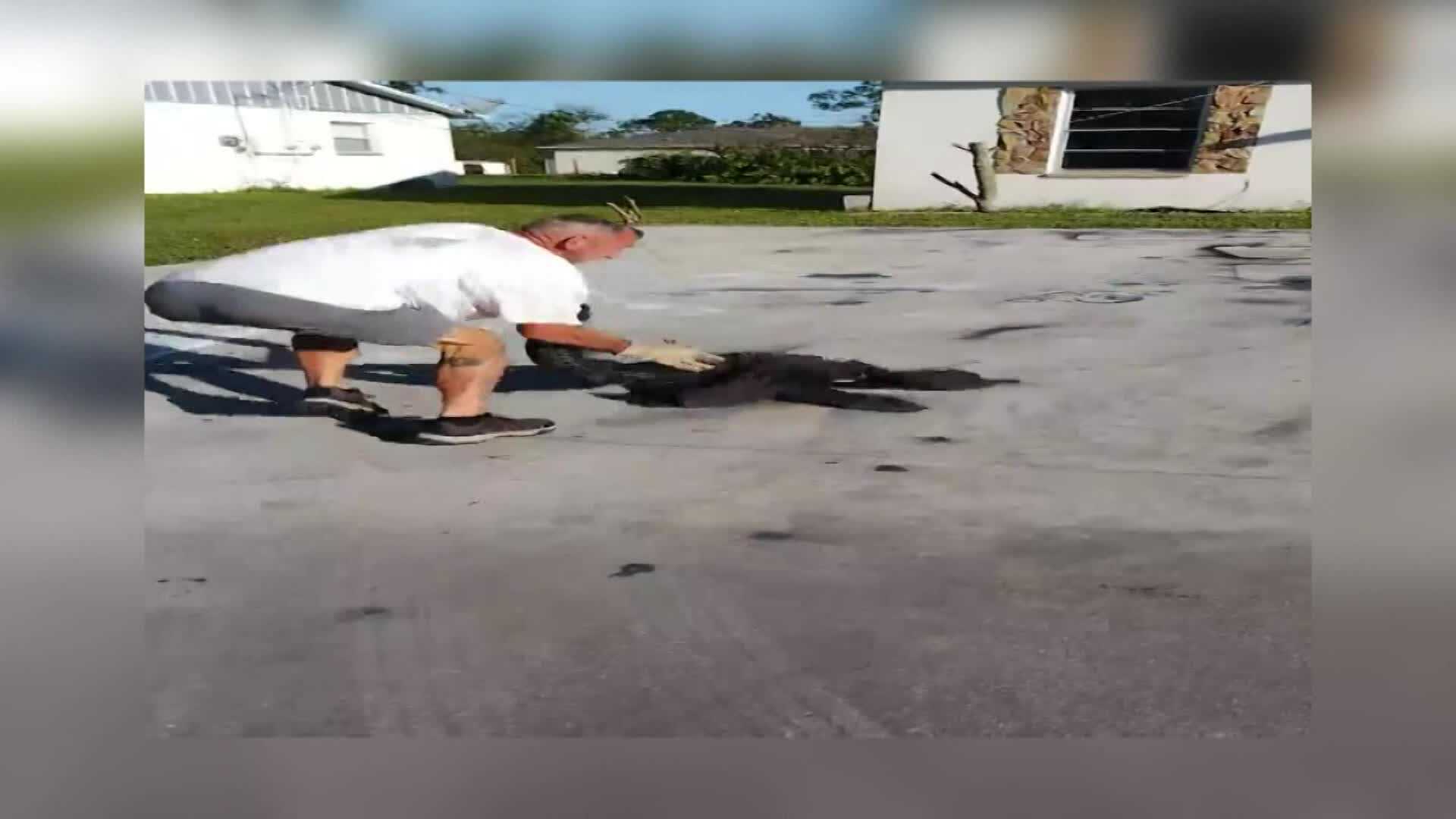 Video shows Florida man bitten while trying to remove alligator from ...