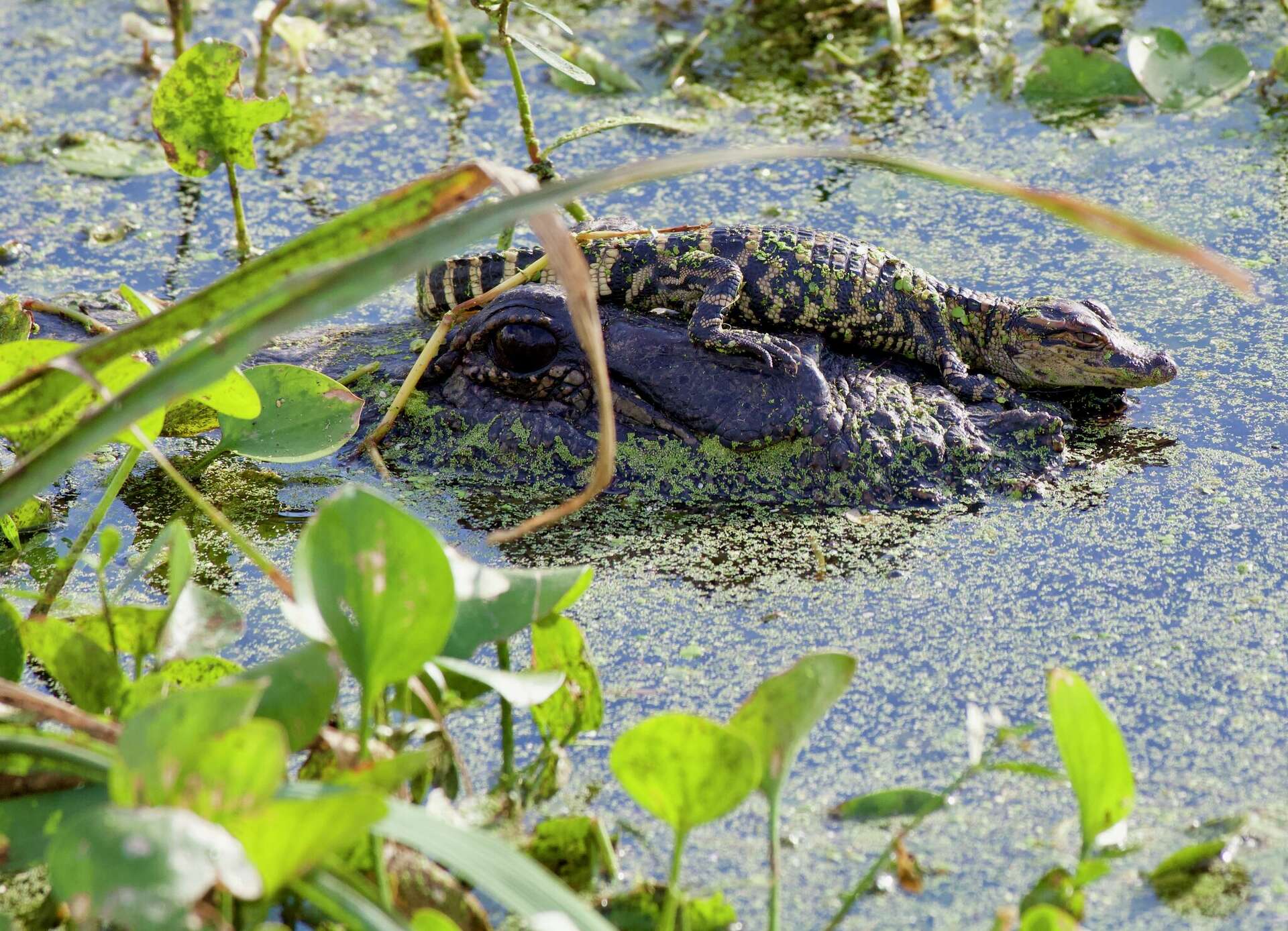 At Brazos Bend, counting alligators is a family affair