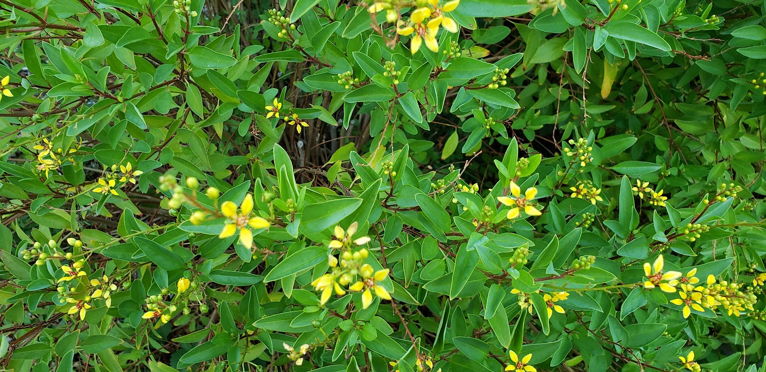 Try Thryallis when needing a medium-sized shrub